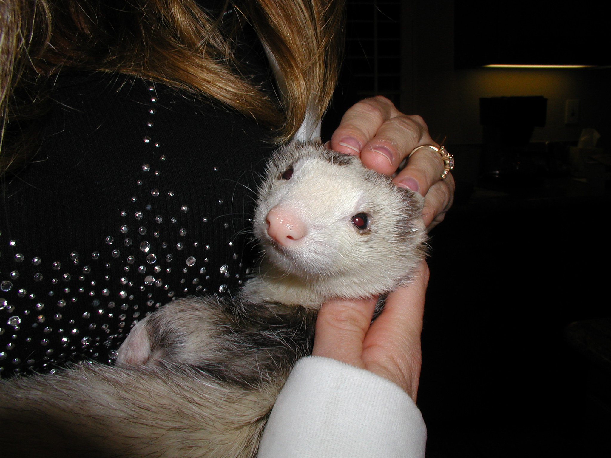 Intro to Ferrets : 5 Steps - Instructables