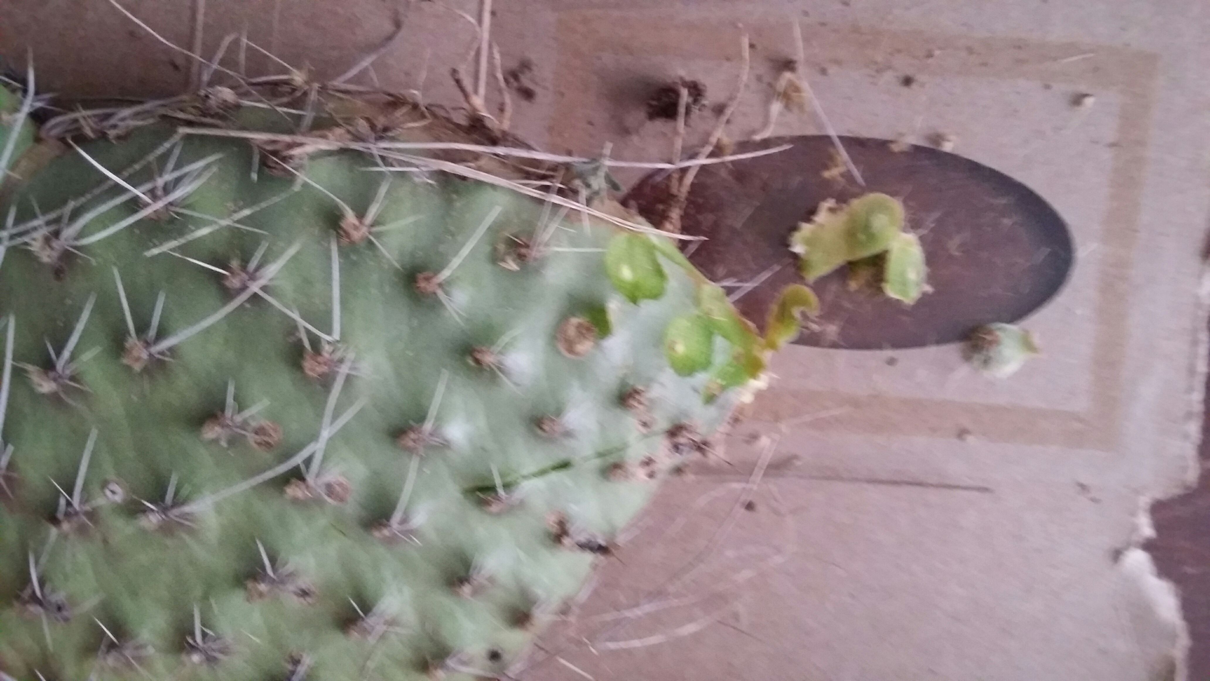 Cinco De Mayo Fried Cactus (Nopales) : 3 Steps (with Pictures ...