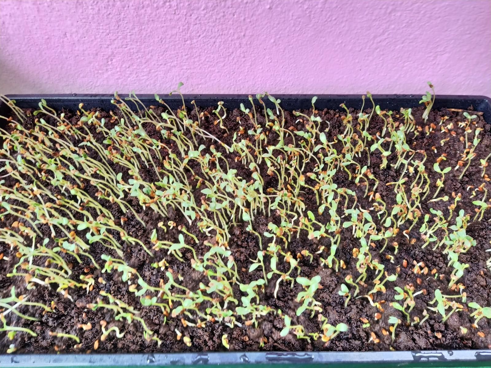 Basic Guide to Grow Micro 'green' : 14 Steps (with Pictures ...