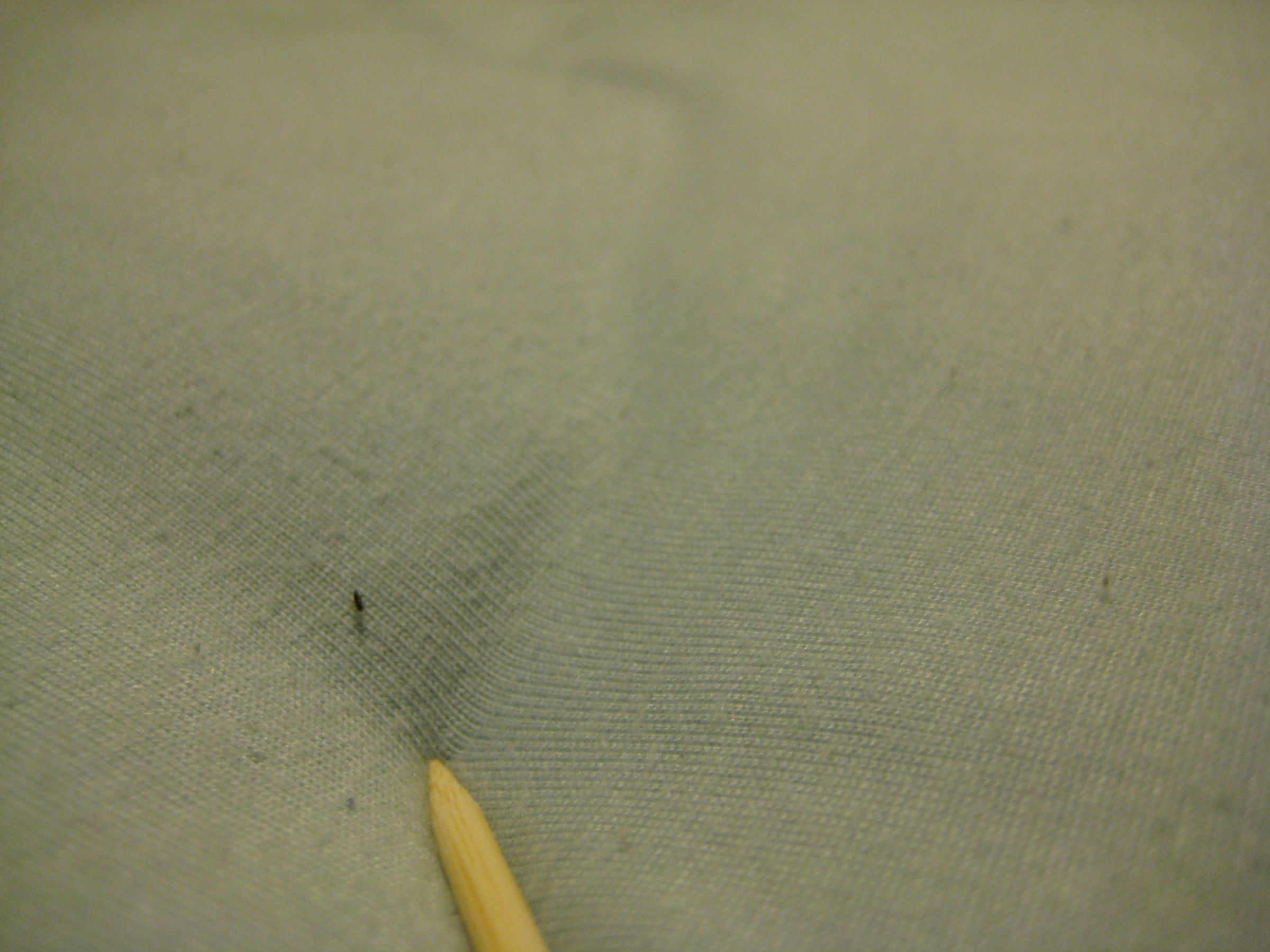 How to Catch Fleas : 7 Steps - Instructables