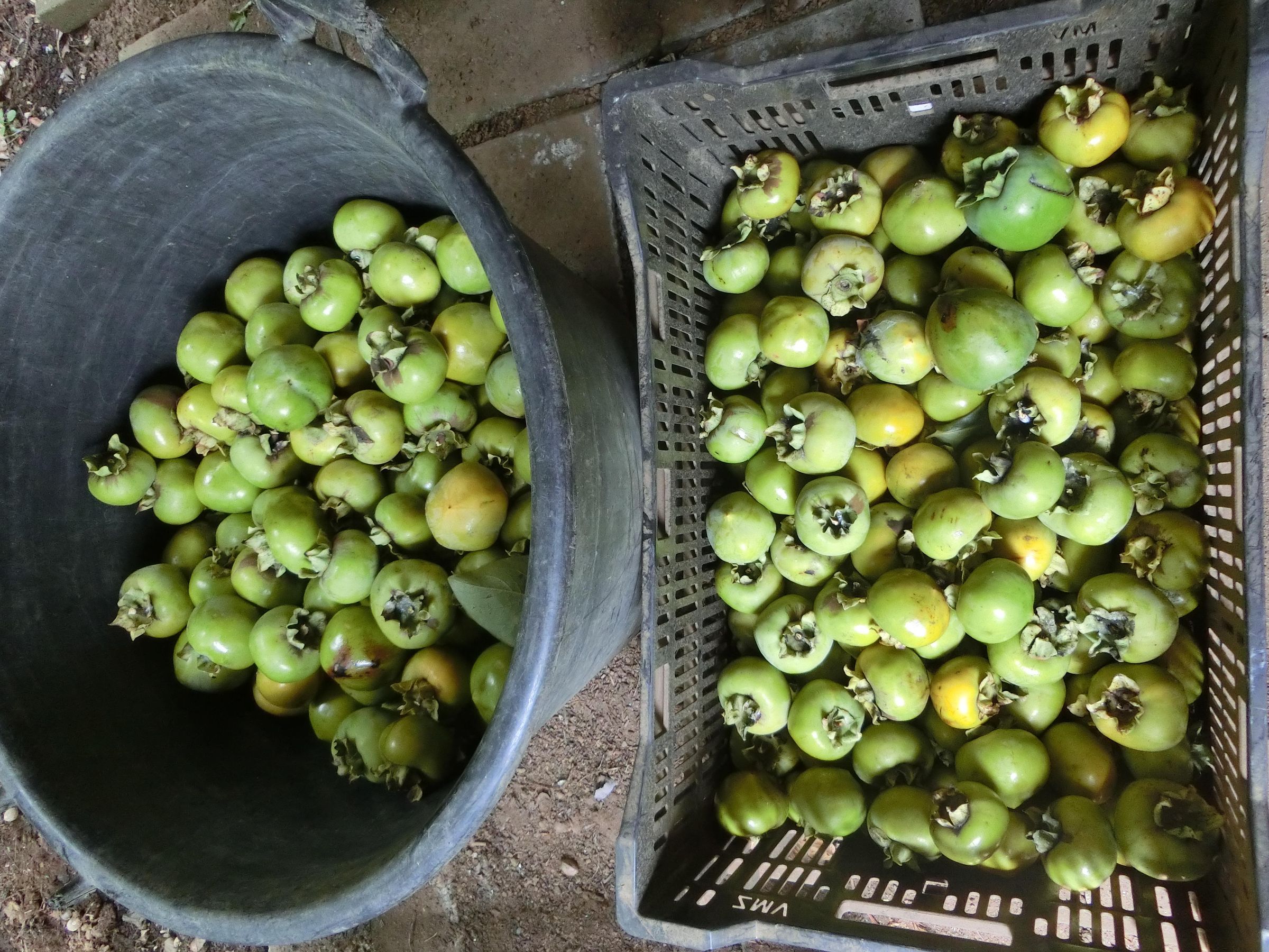 How to Make Kakishibu (fermented Persimmon Tannin Dye) : 7 Steps (with ...