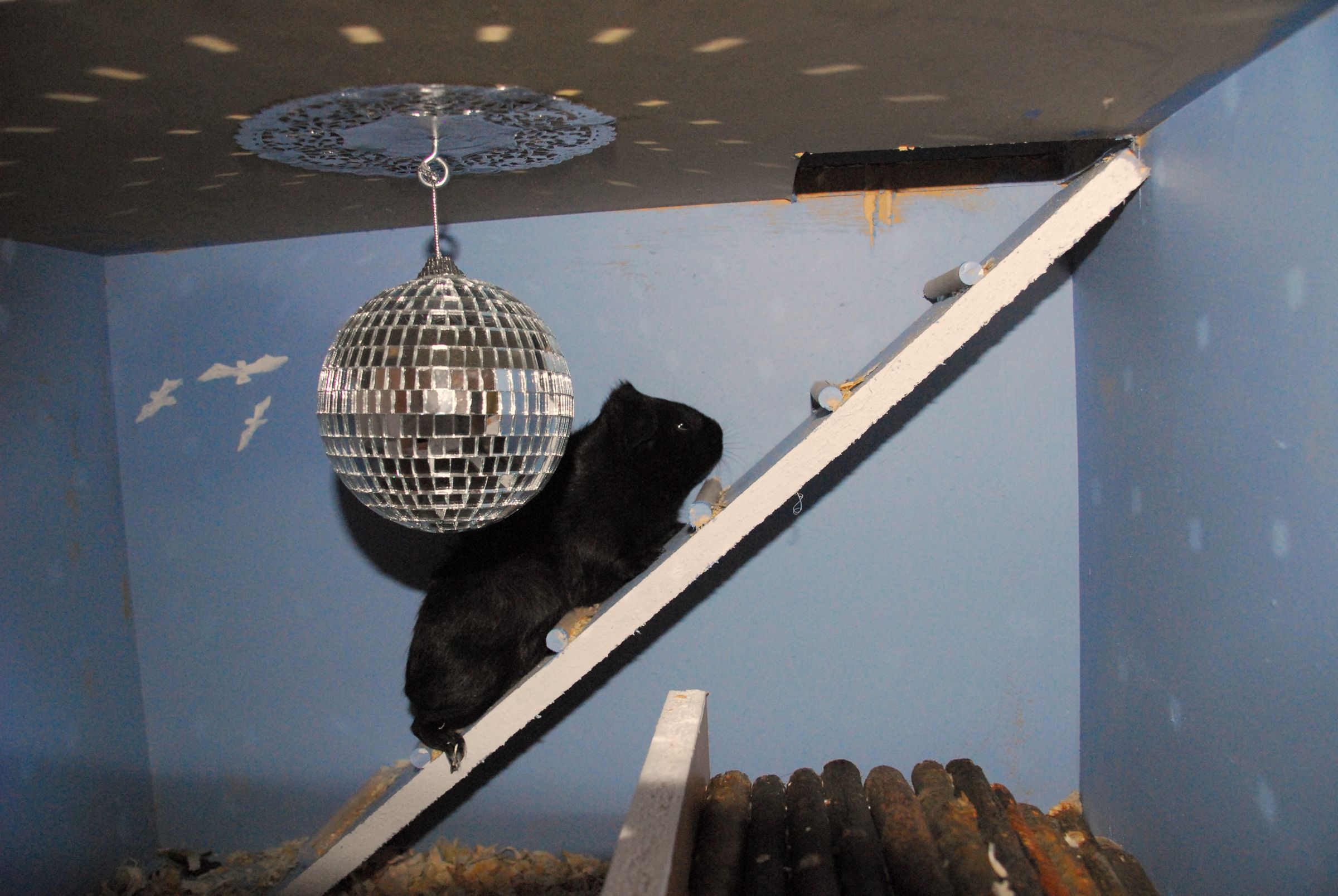 Coolest Guinea Pig House : 9 Steps (with Pictures) - Instructables