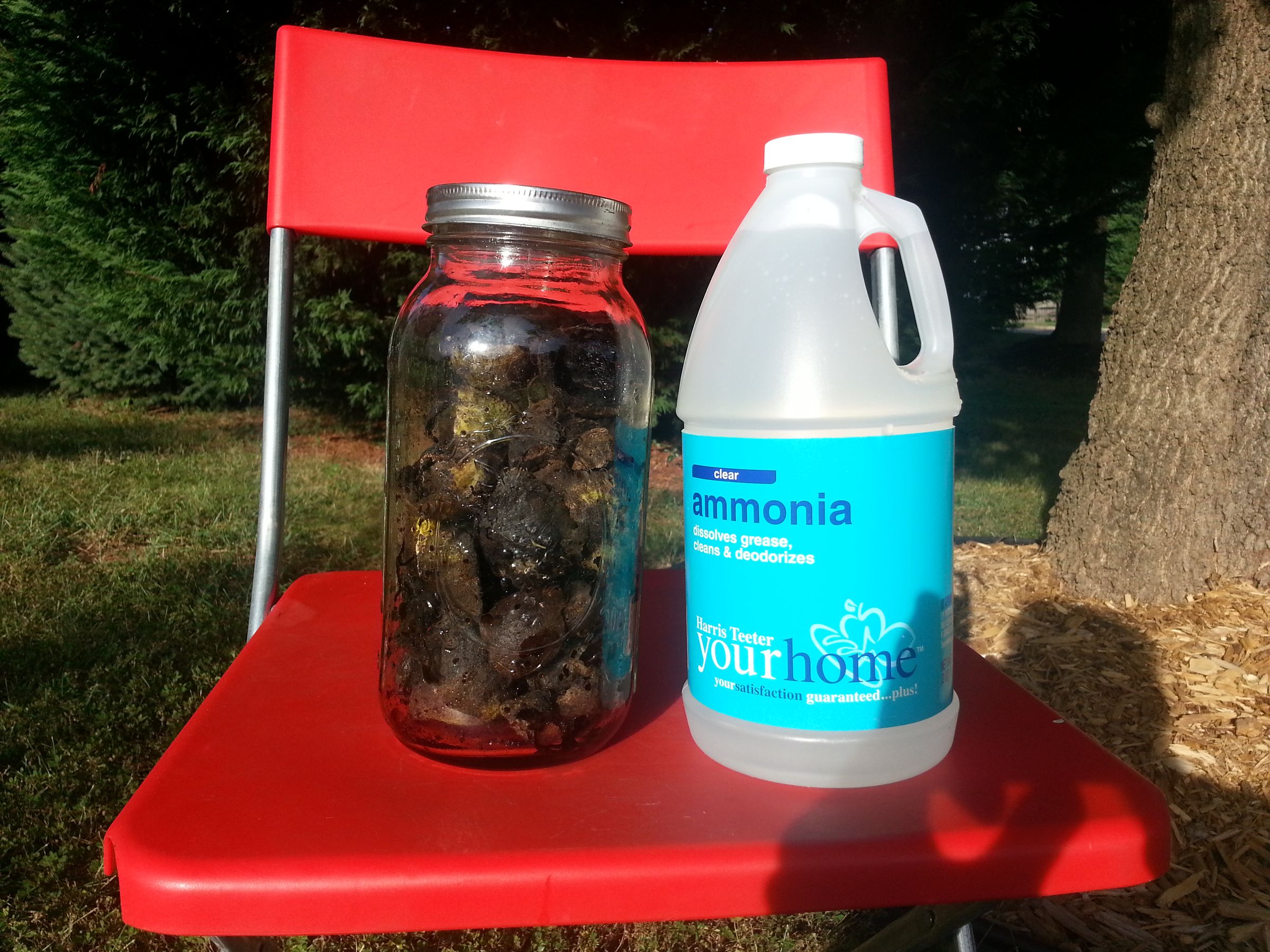 Processing Common Tree Foods: Acorns, Black Walnuts, Hickory Nuts ...