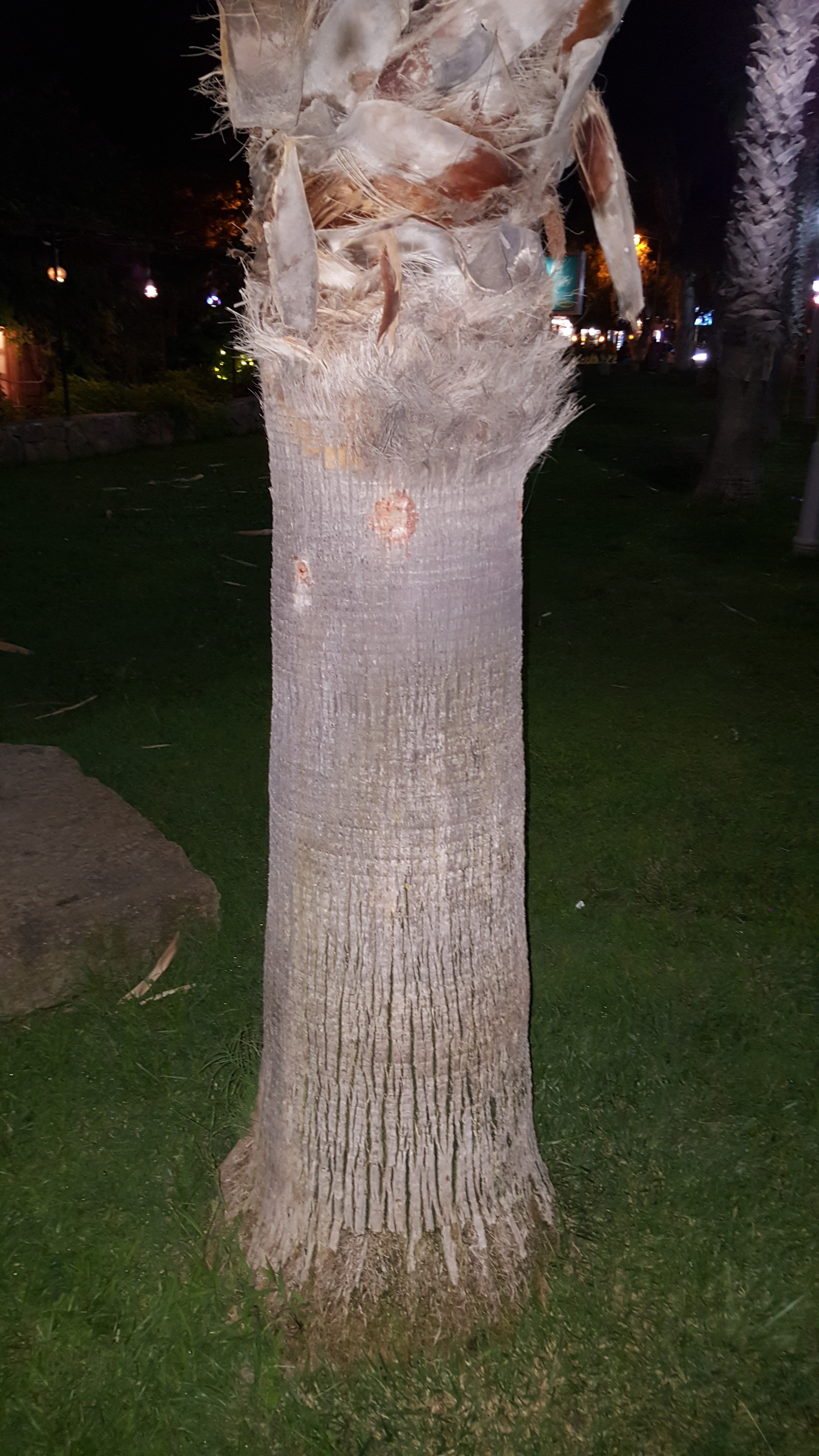 How to Cut Palm Tree's Leaves : 10 Steps (with Pictures) - Instructables