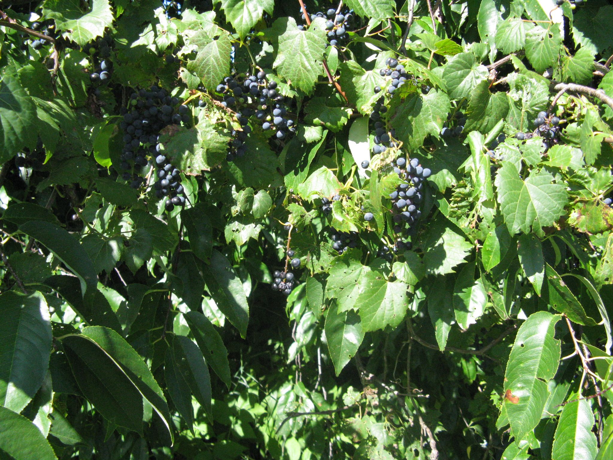 Sugar Free Wild American Grape Jam : 6 Steps (with Pictures ...