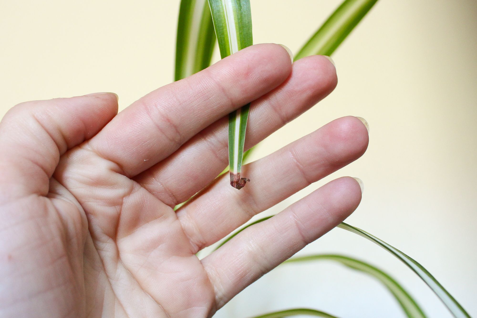How to Increase Humidity for Houseplants : 6 Steps (with Pictures ...