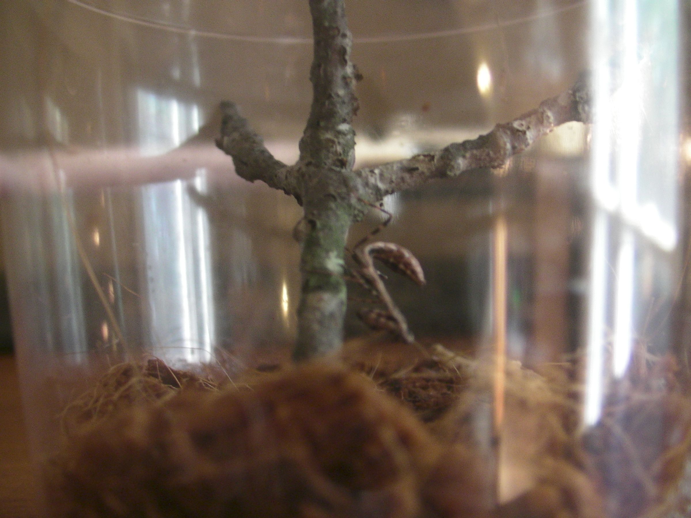 Proper Care for a Baby Praying Mantis : 6 Steps - Instructables
