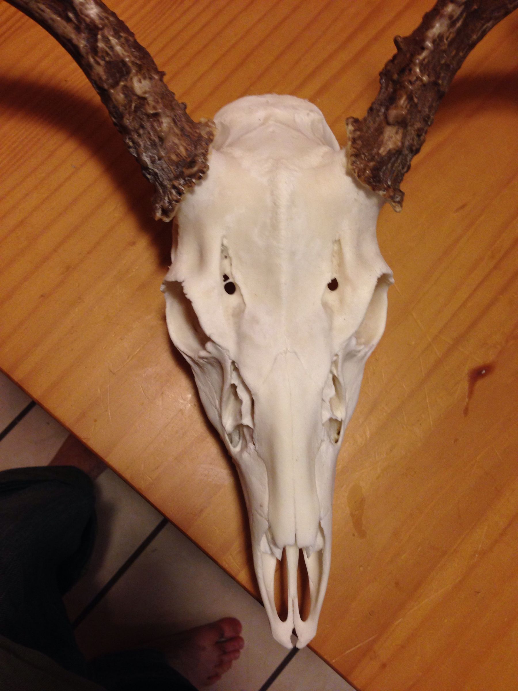 European Mounted Deer : 10 Steps - Instructables