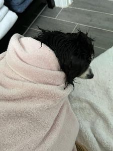 How to Wash Your Dog : 10 Steps (with Pictures) - Instructables