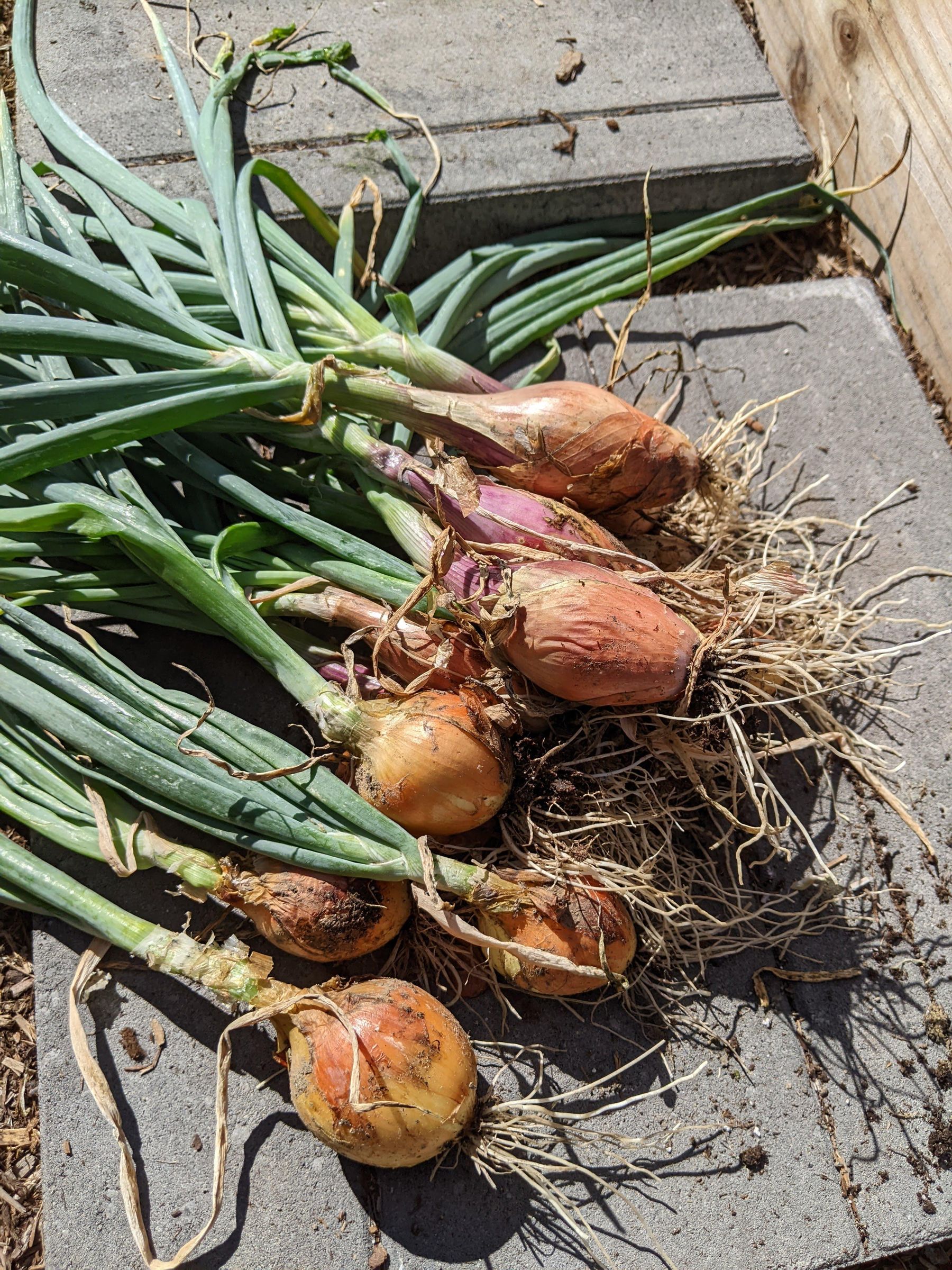 DIY: Transforming My Front Yard From Grass to a Vegetable Garden : 8 ...