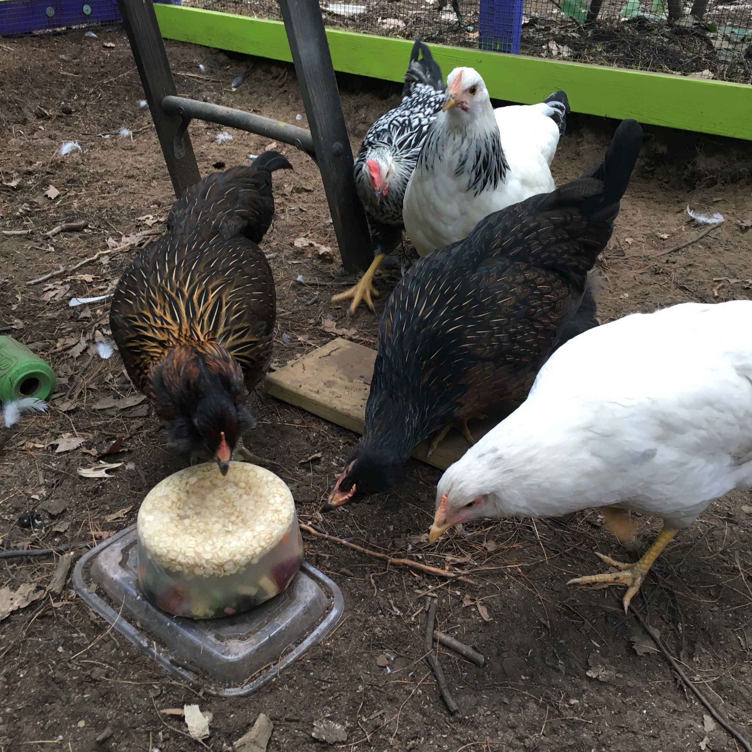 Frozen Treats for Backyard Chickens : 3 Steps (with Pictures ...