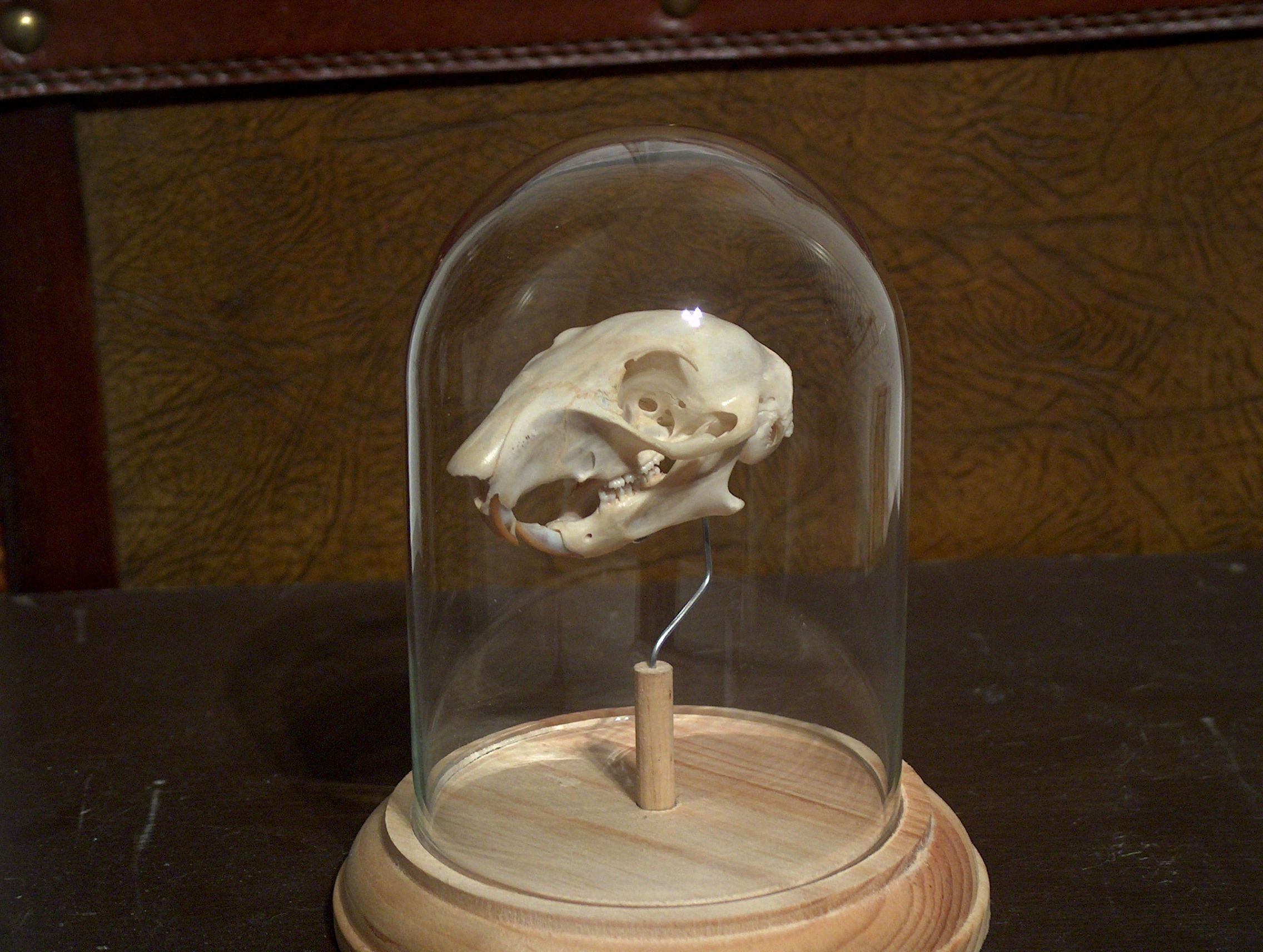 Simple Skull Display (with Pictures) - Instructables