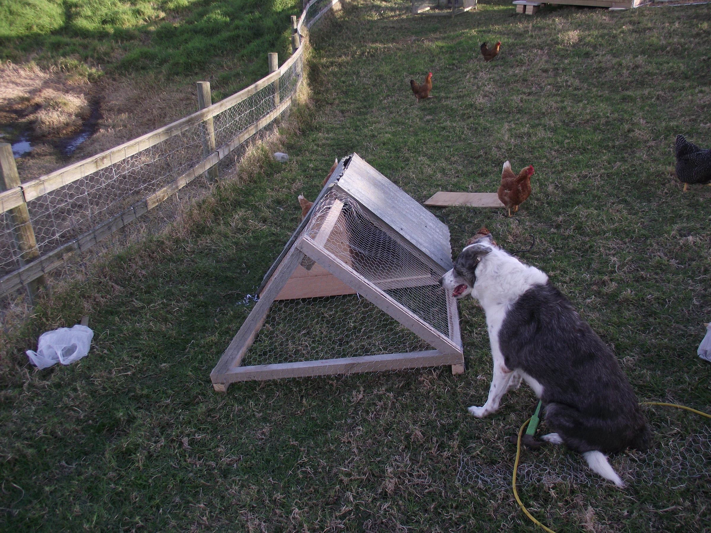 Chicken Accommodation Available for a Handsome, Single Young Man! : 9 ...