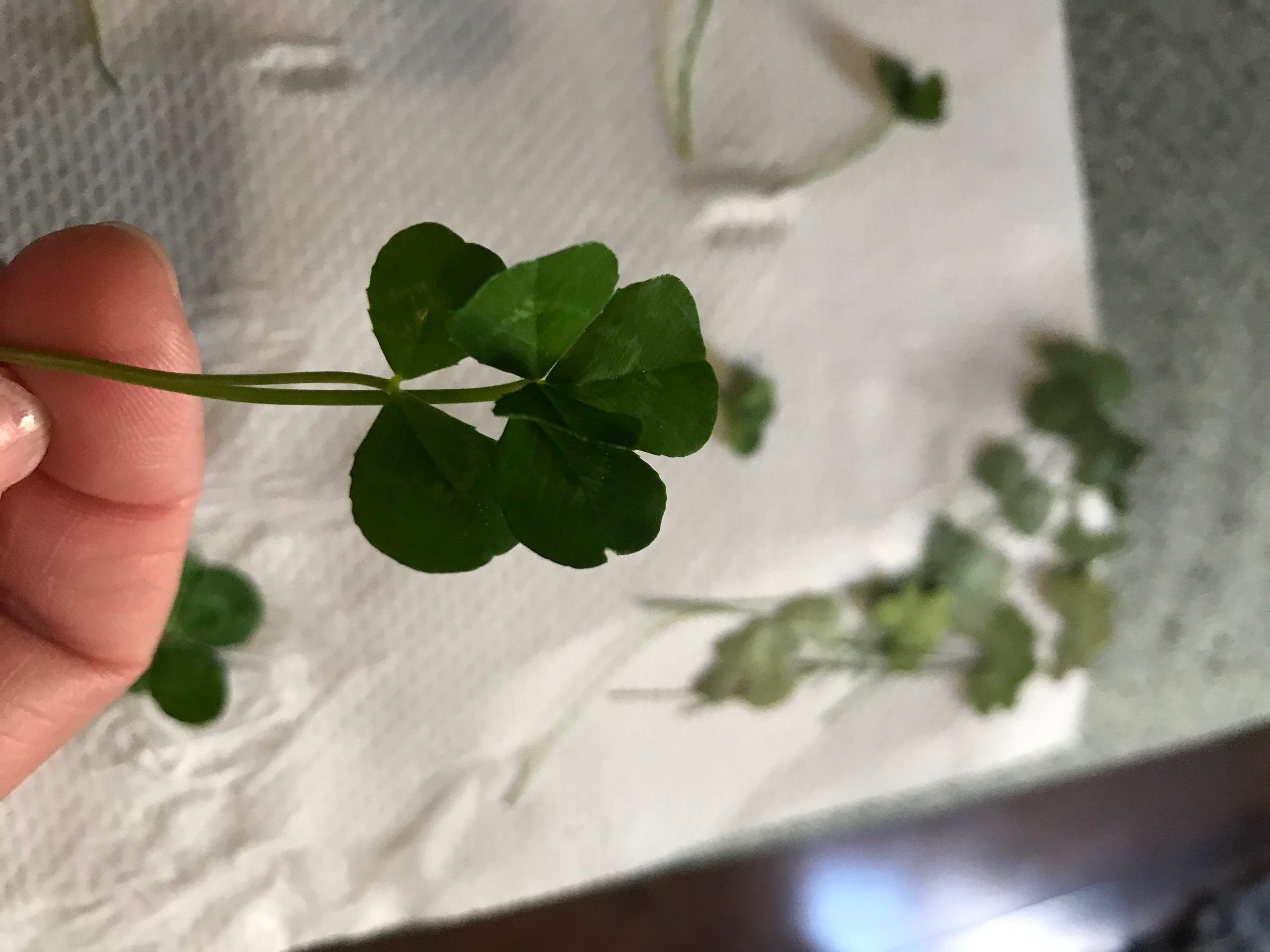 How to Find a 4 Leaf Clover in 5 Minutes! : 9 Steps - Instructables