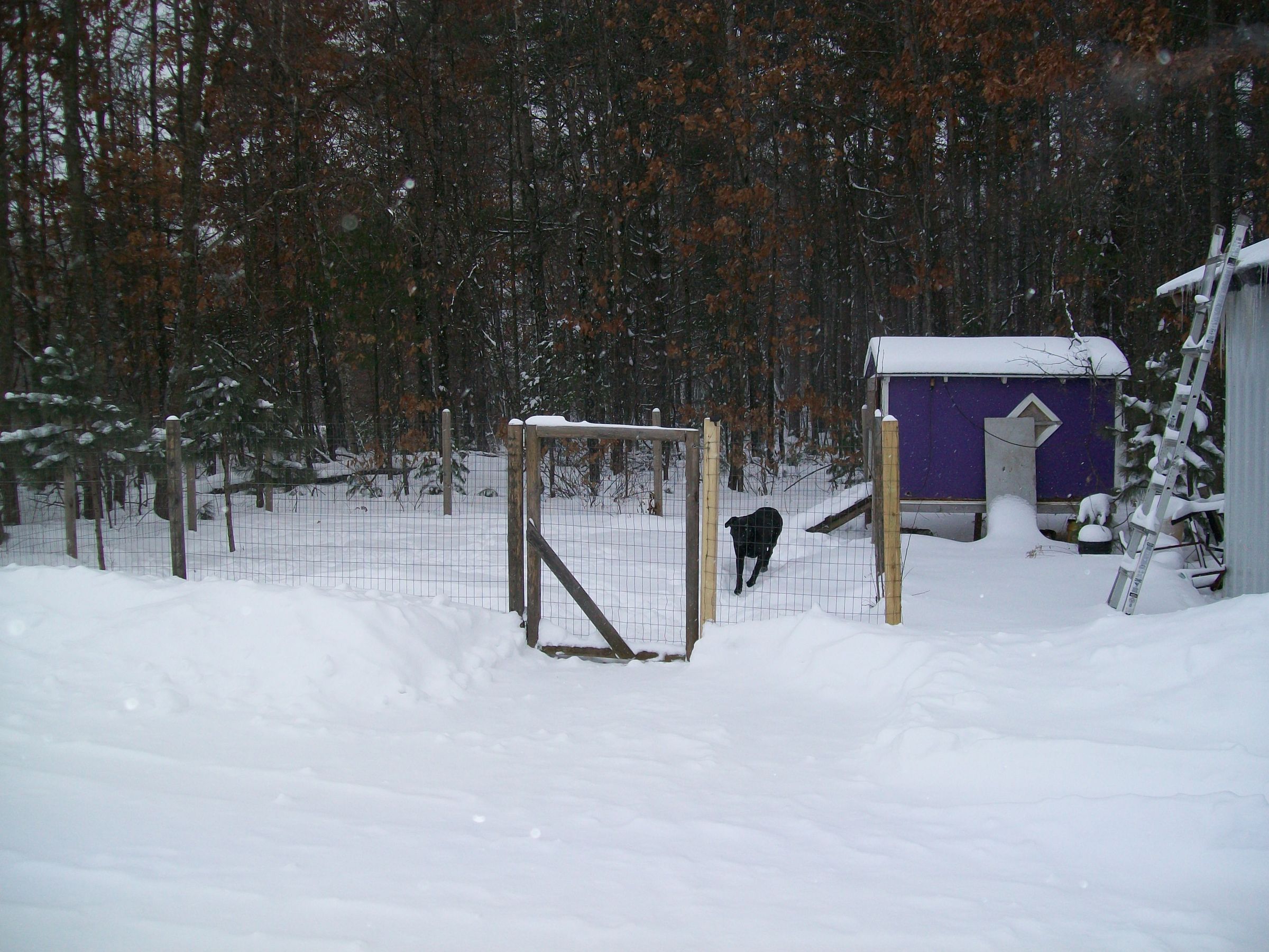 Do-It-Yourself Dog Pens: Custom Canine Confinement! | atelier-yuwa.ciao.jp