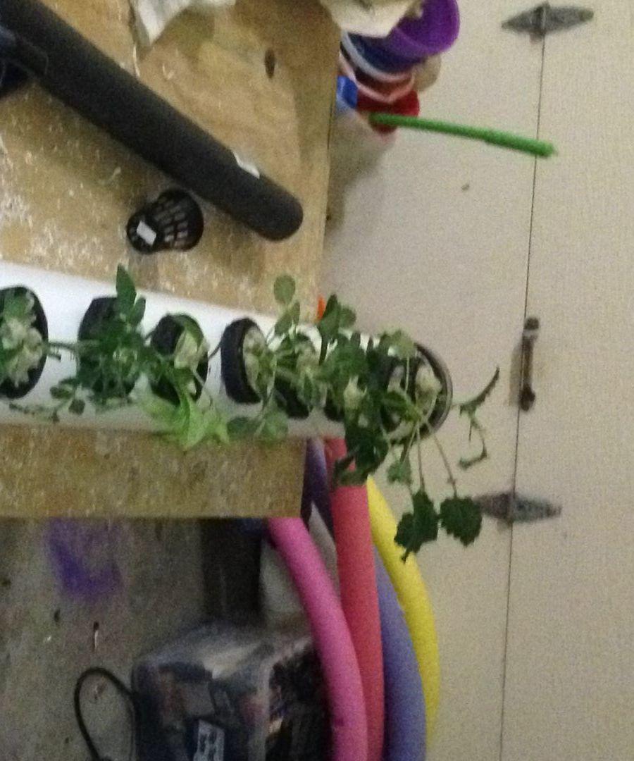 Hydroponics System : 3 Steps - Instructables
