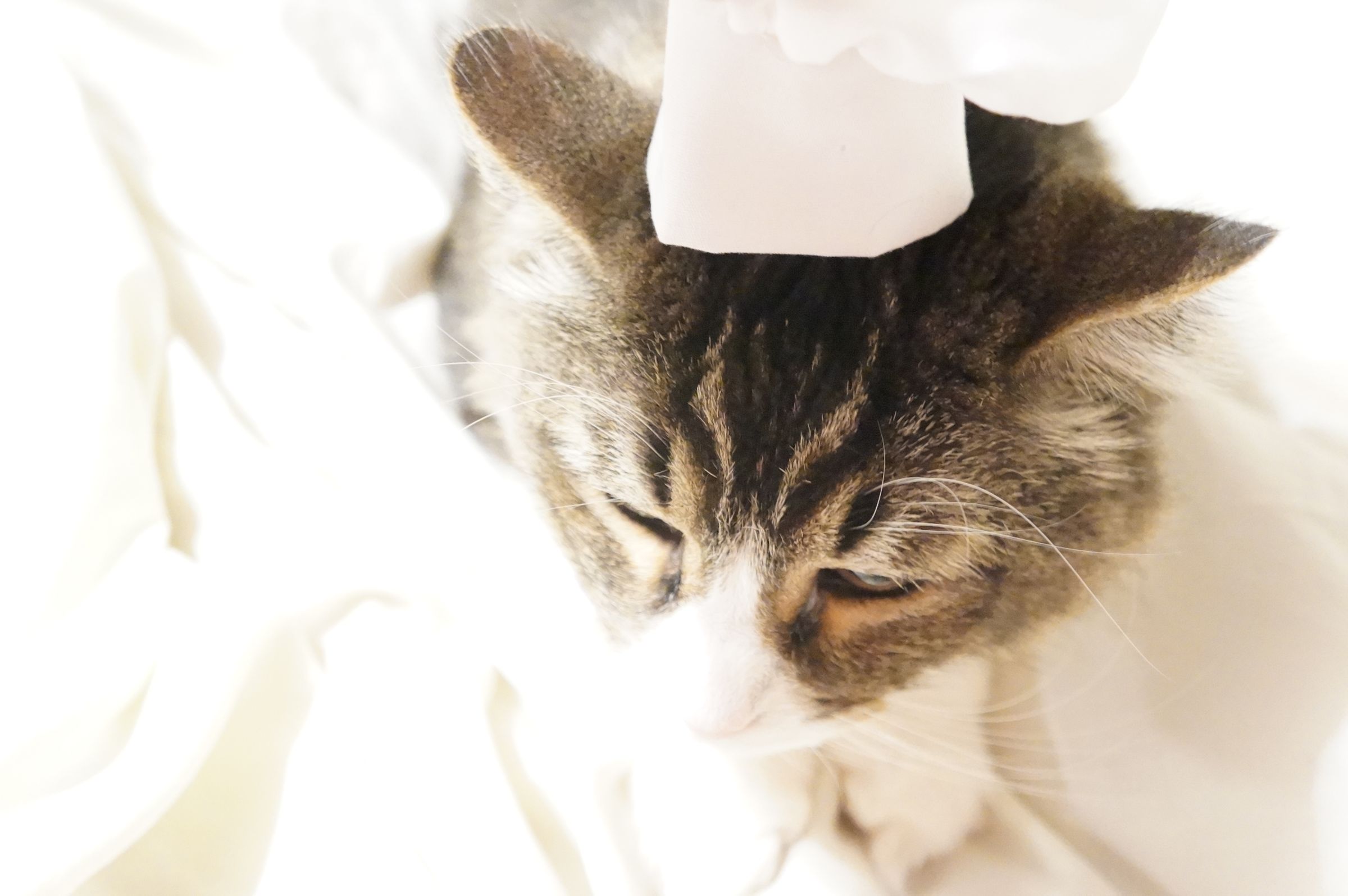 How to Make a Chef Hat Toque Pattern for Large or Small Pets : 12 Steps ...