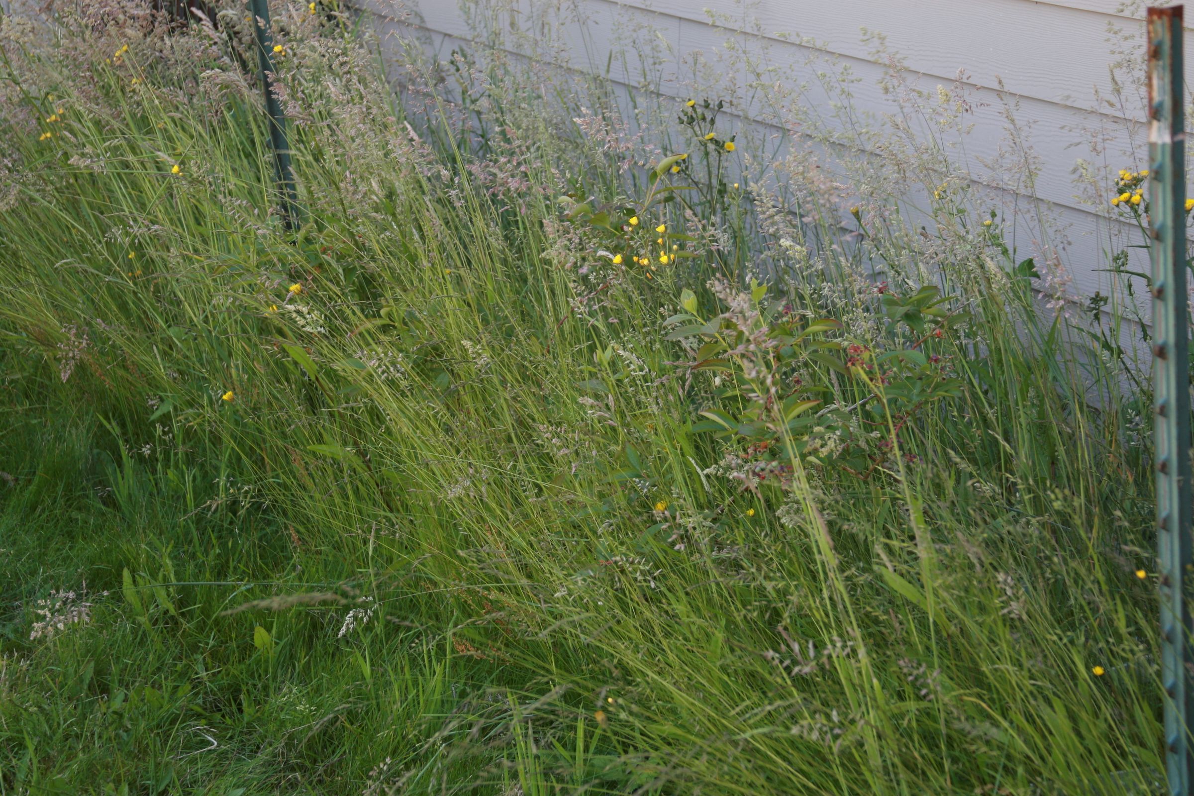 How to Care for a Wild Rabbit Nest : 5 Steps (with Pictures ...
