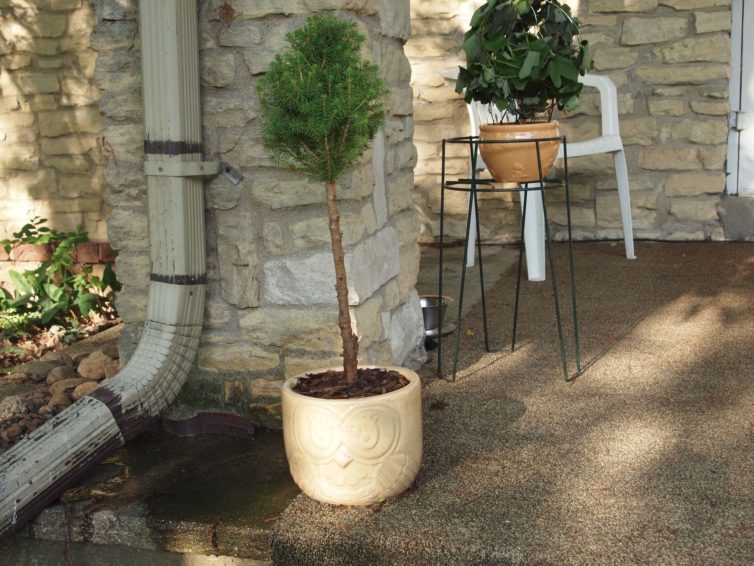 Container Topiary : 4 Steps - Instructables