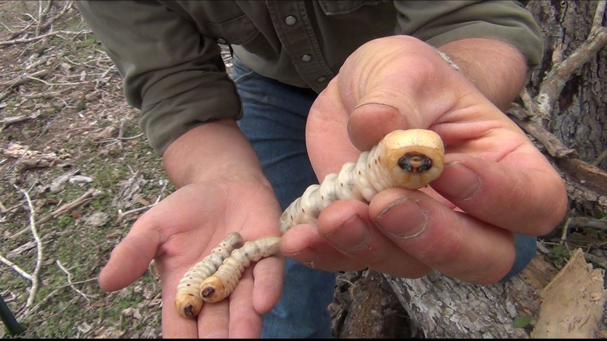How to Cook and EAT Giant Grubs : 6 Steps (with Pictures) - Instructables