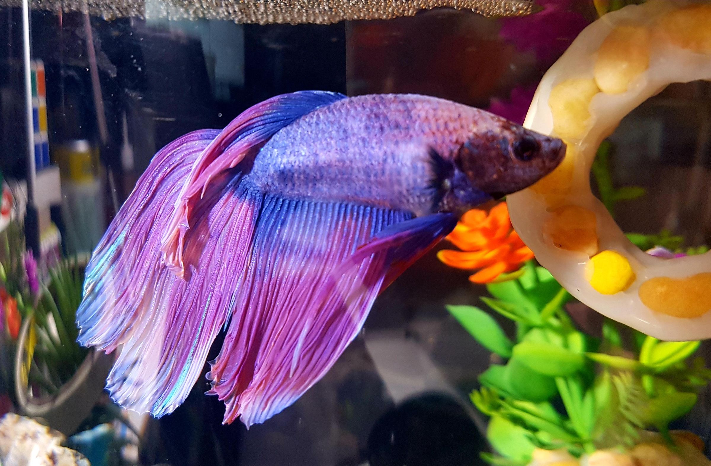 Glow Ring for Betta Fish : 4 Steps - Instructables