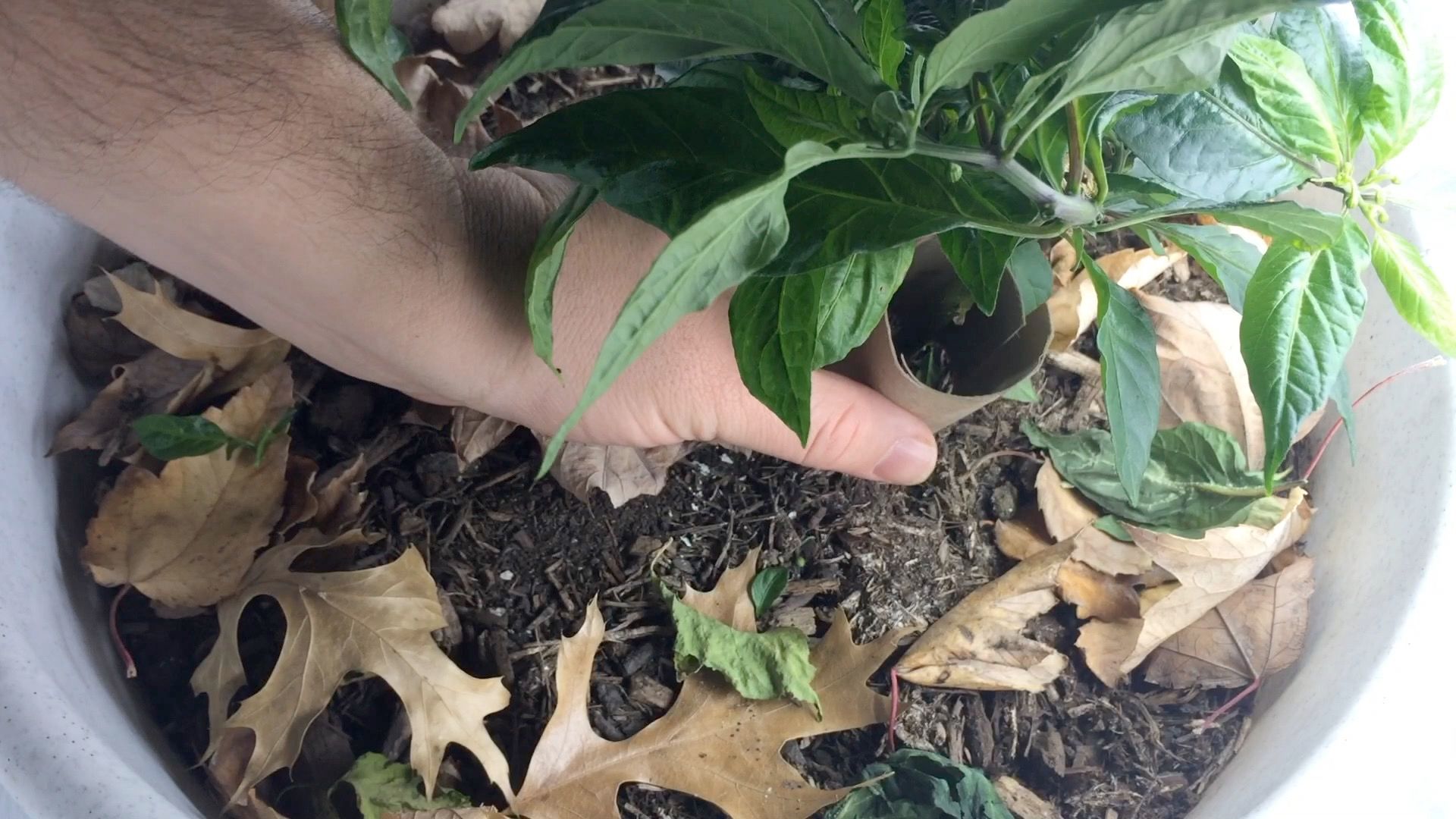 5 Great Ways to Use Cardboard in the Garden : 5 Steps - Instructables