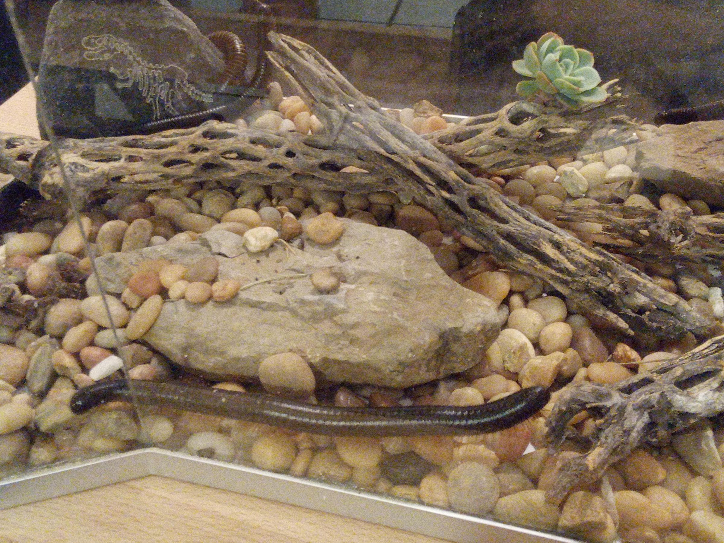 Victorian Insectarium : 18 Steps (with Pictures) - Instructables