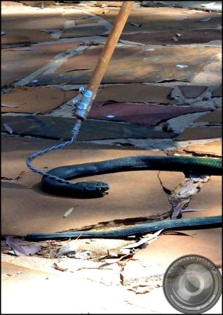 How to Safely Catch a Snake : 6 Steps (with Pictures) - Instructables