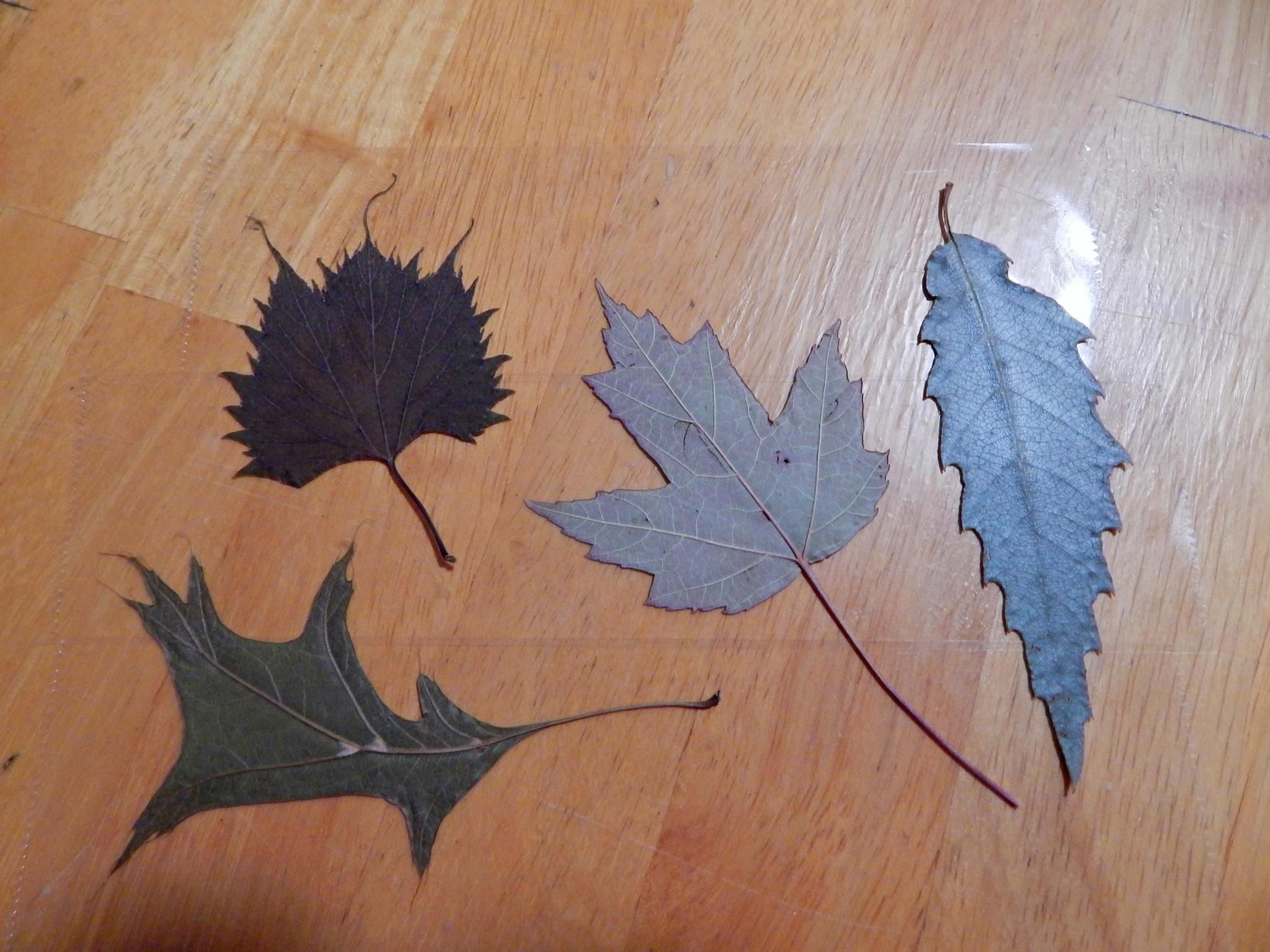DIY Laminated Leaf Bookmarks : 4 Steps (with Pictures) - Instructables