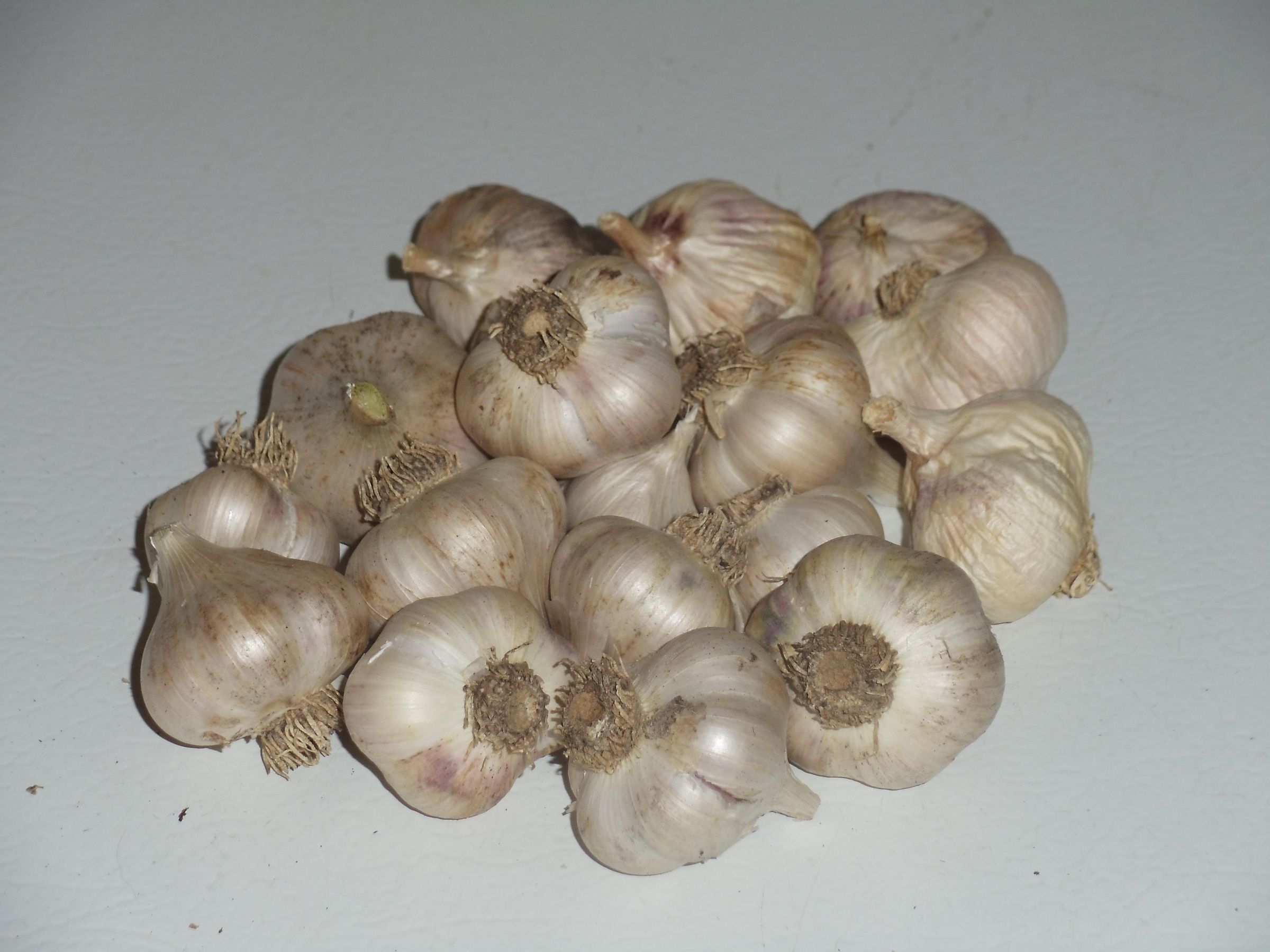 From the Garden to the Table, the Best Way to Grow Garlic. : 7 Steps ...