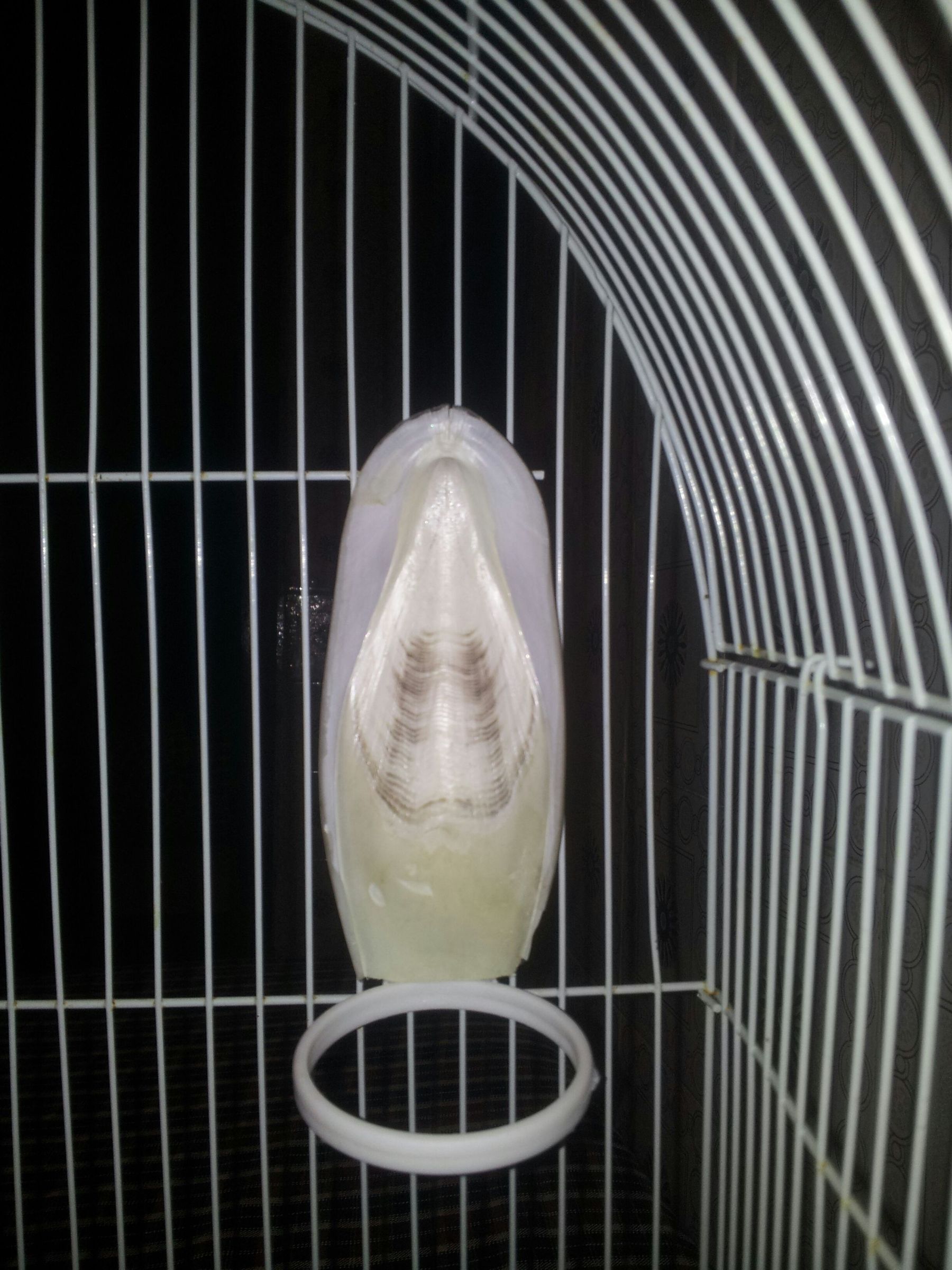 Zip Tie Cuttlebone Holder for Birds : 6 Steps - Instructables