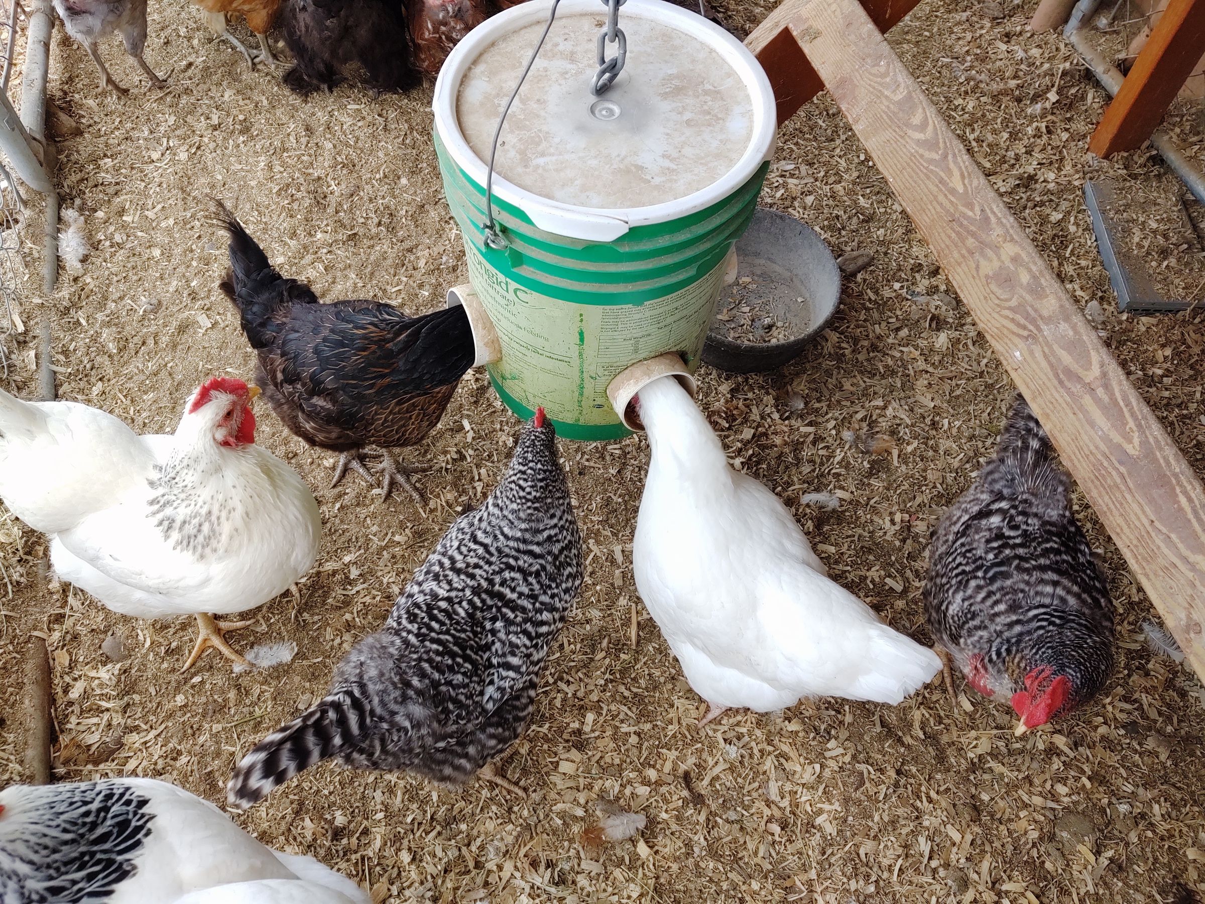 Mess Free Chicken Feeder : 3 Steps (with Pictures) - Instructables