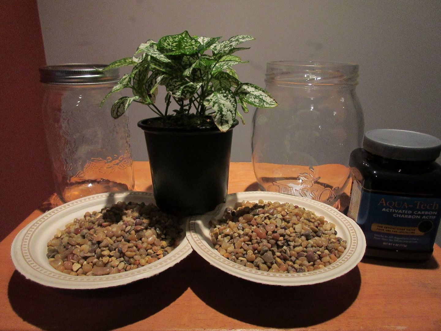 Jar Plants : 7 Steps (with Pictures) - Instructables