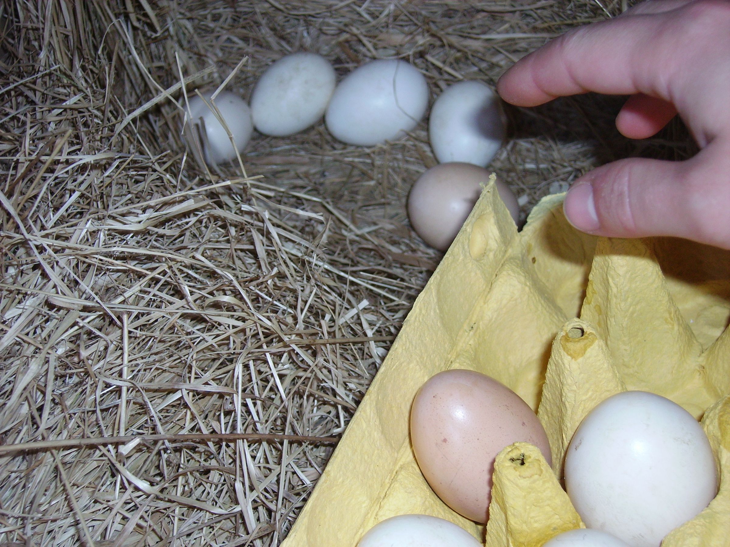 Hatching Chicken Eggs Naturally : 12 Steps (with Pictures) - Instructables