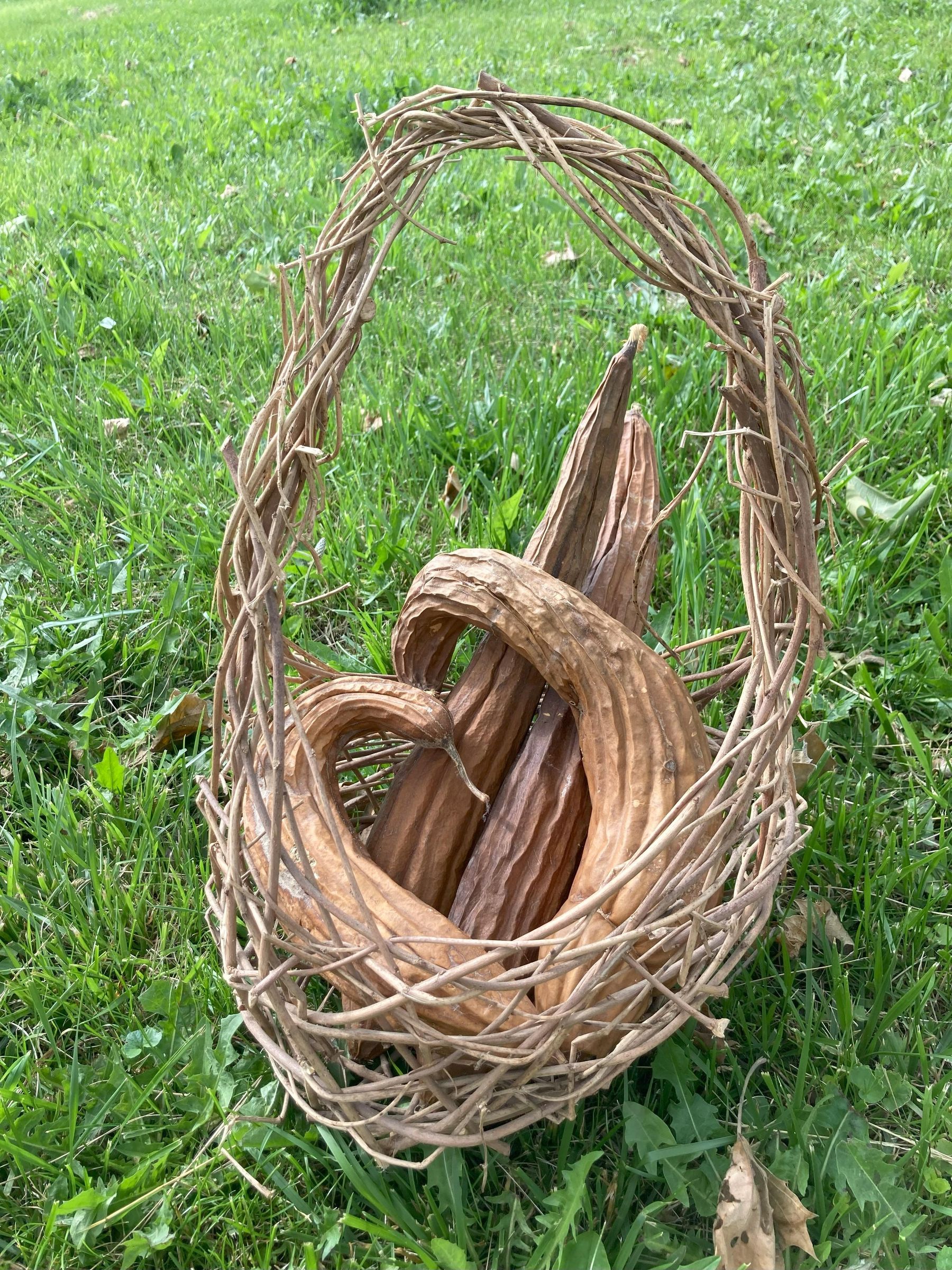 Growing Luffa for Compostable Cleaning Sponges : 8 Steps (with Pictures ...