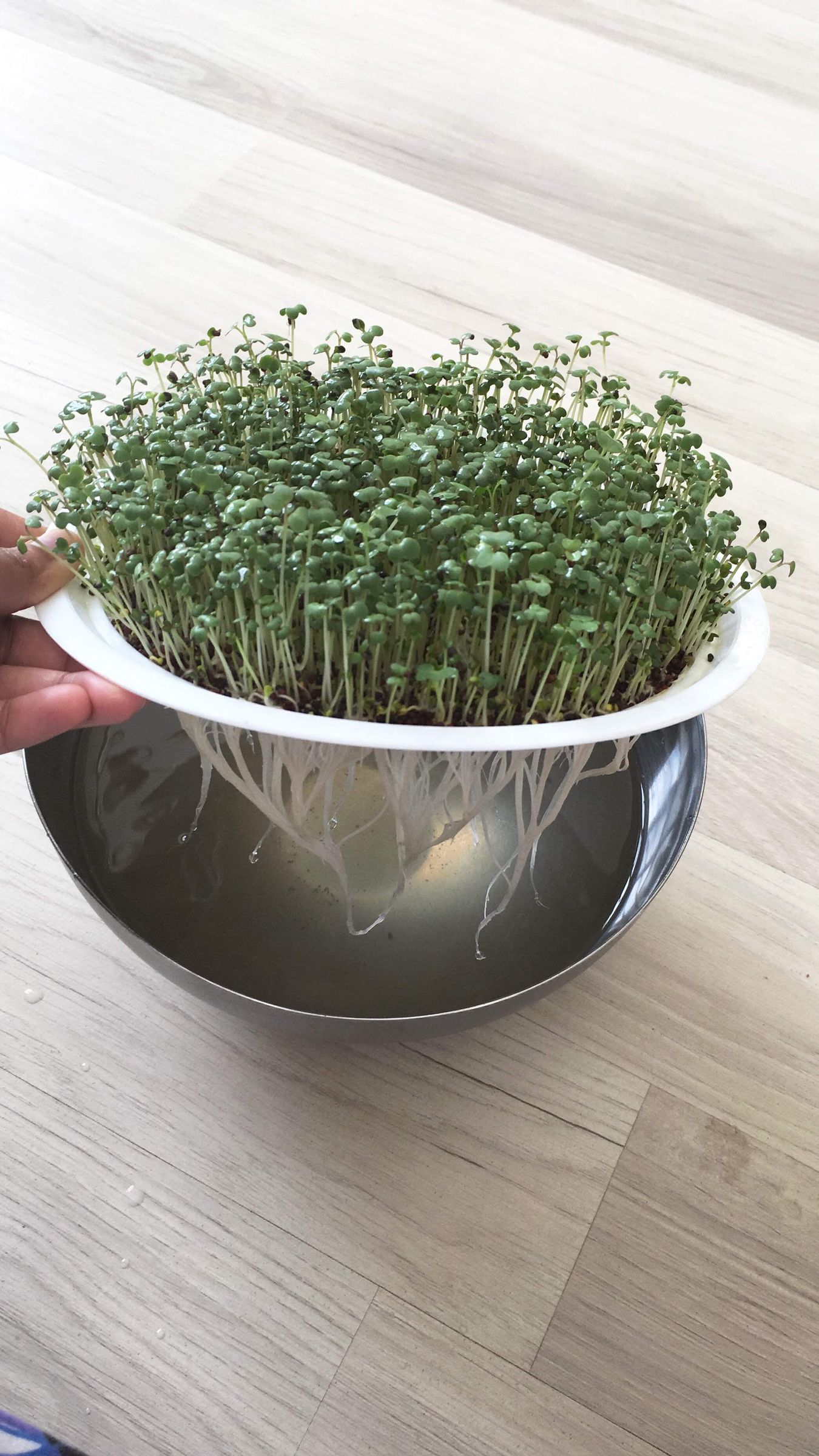 Hydroponic Microgreens Year Round Indoor Garden : 6 Steps (with ...