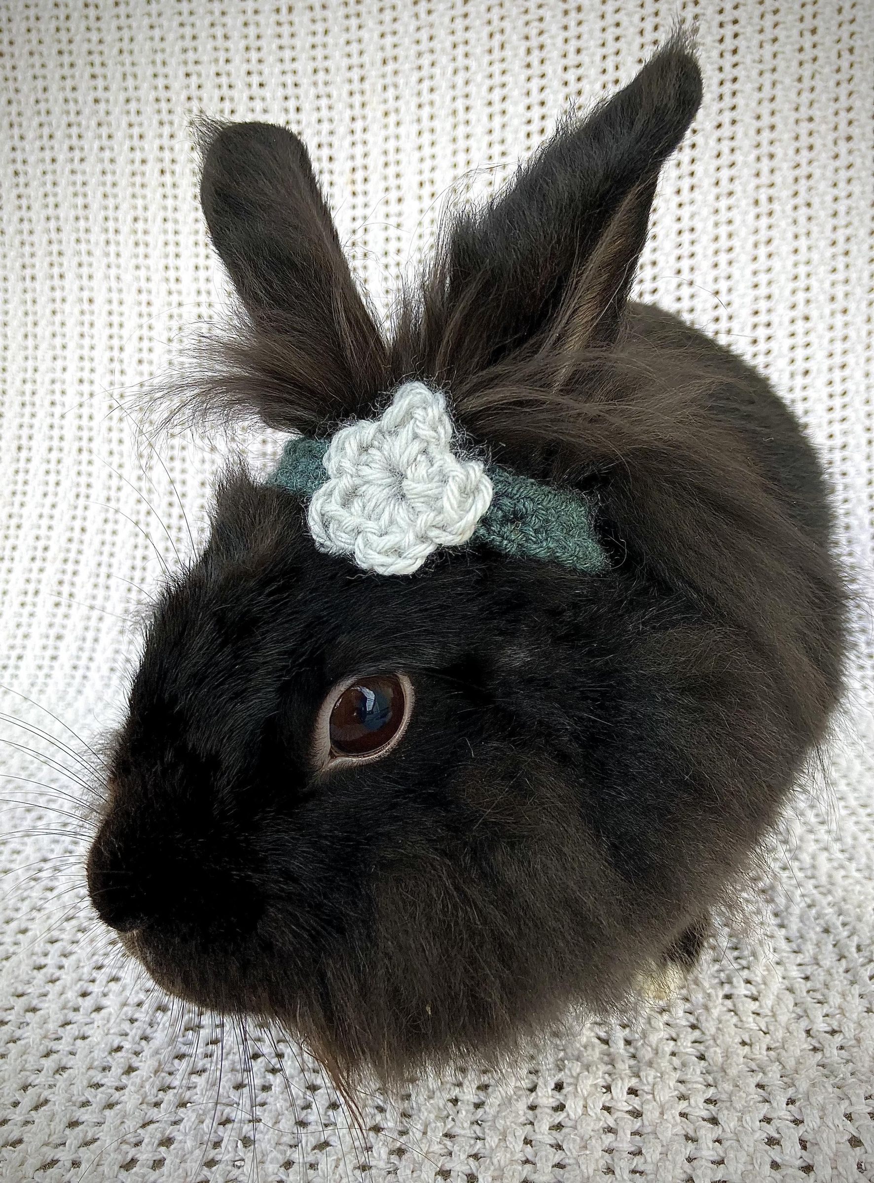 A Basic Guide to Bunny Hats : 5 Steps (with Pictures) - Instructables