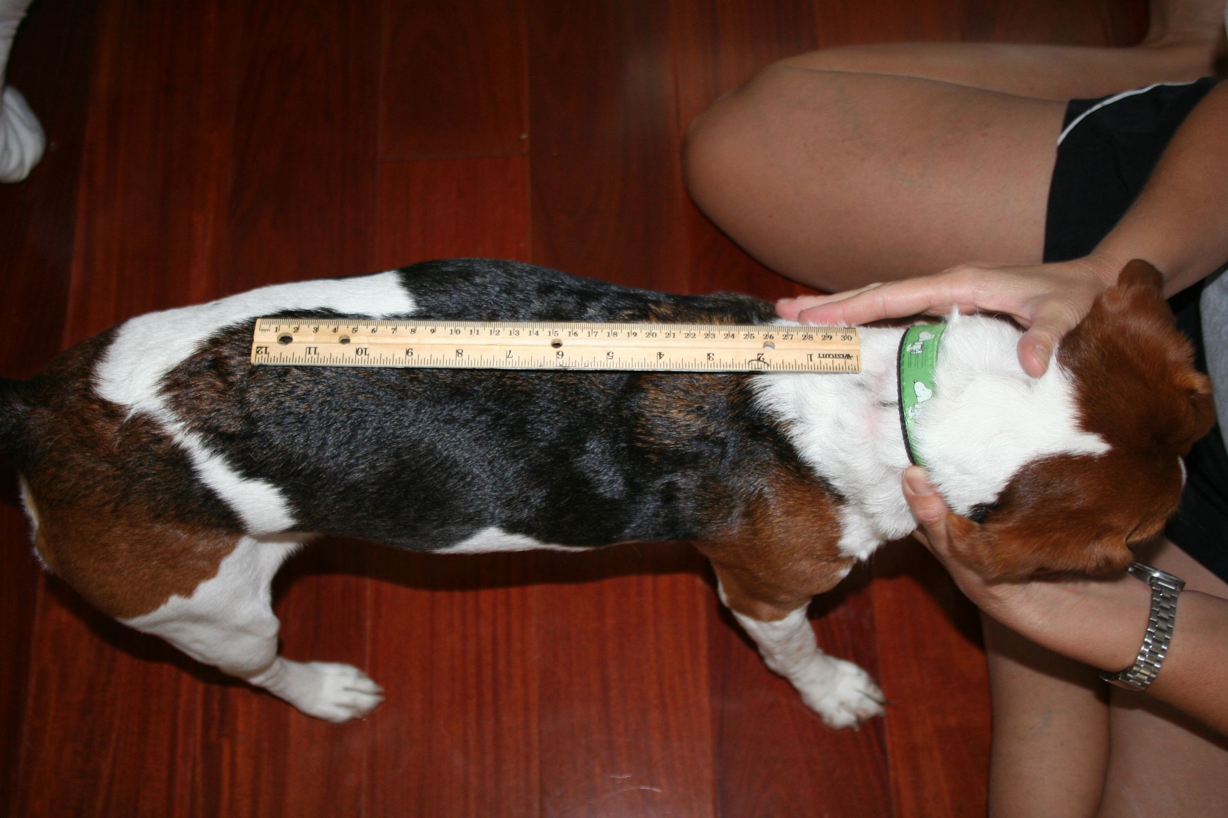 Underdog Cape for Your Dog!! : 6 Steps - Instructables