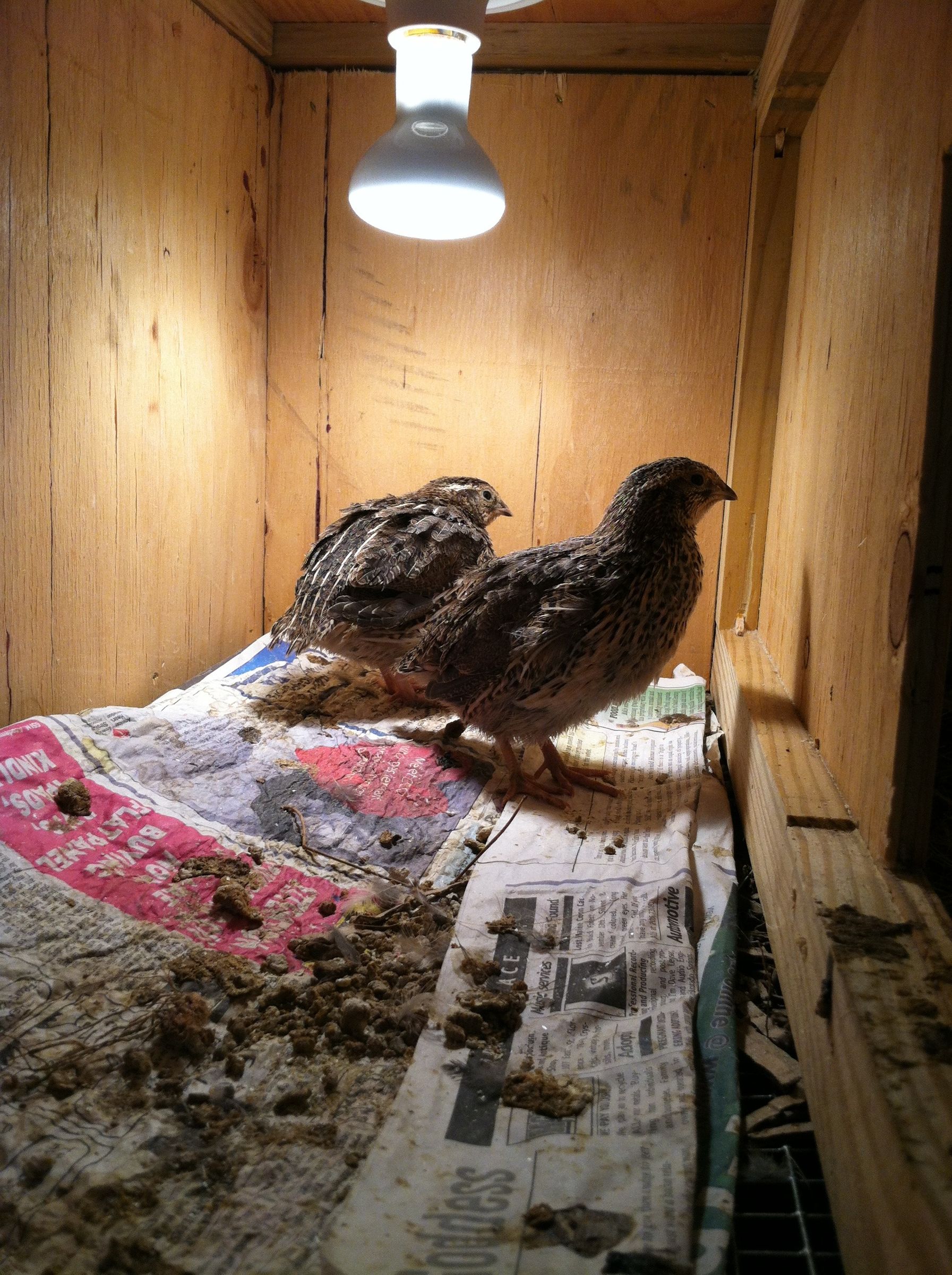 Build a Quail Hutch : 5 Steps (with Pictures) - Instructables