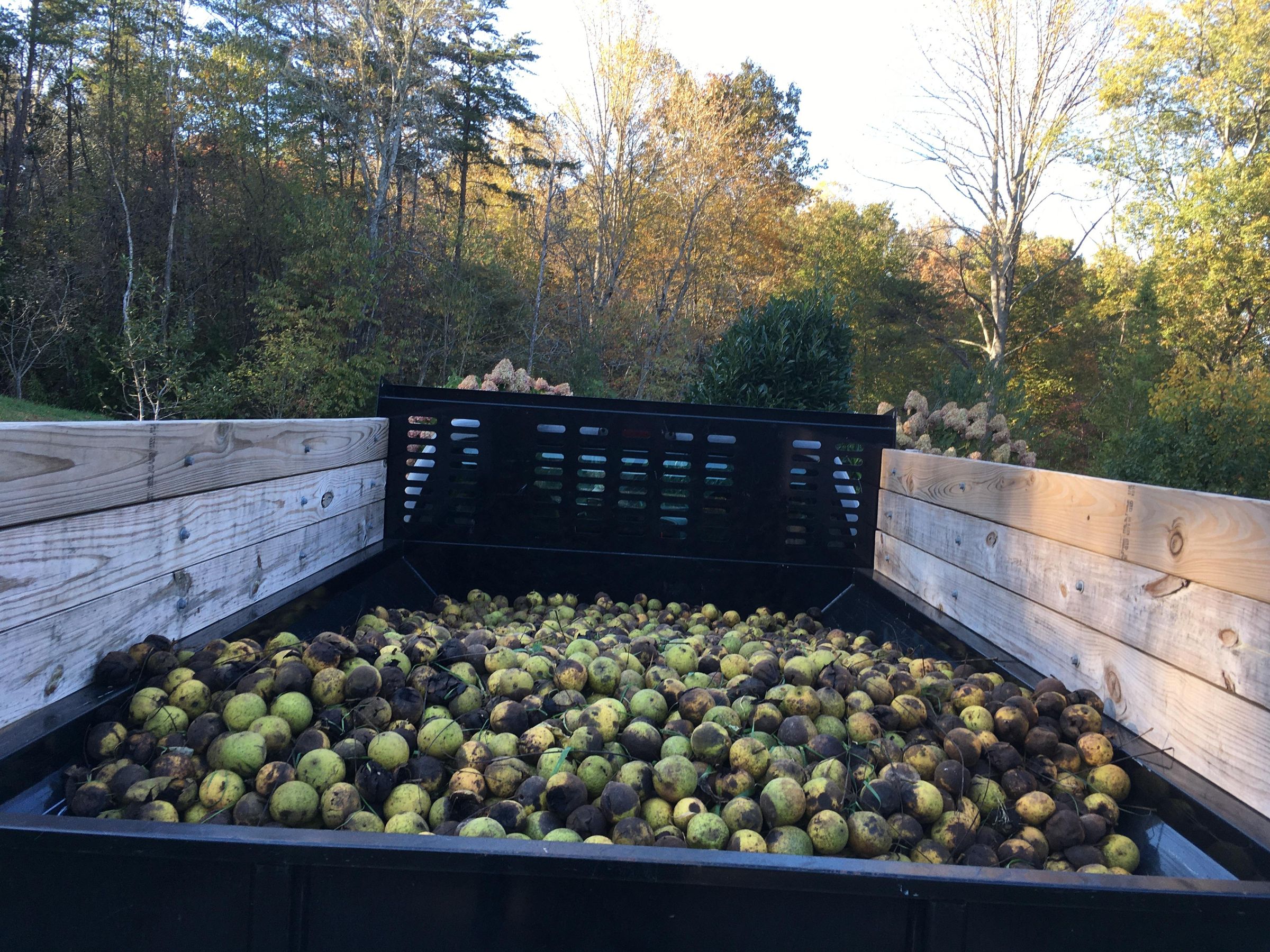 Harvesting and Processing Black Walnuts : 13 Steps - Instructables