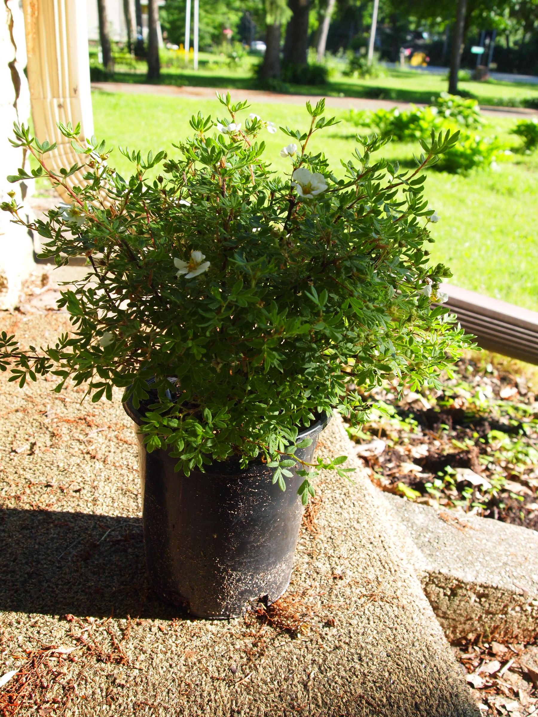 Container Topiary : 4 Steps - Instructables