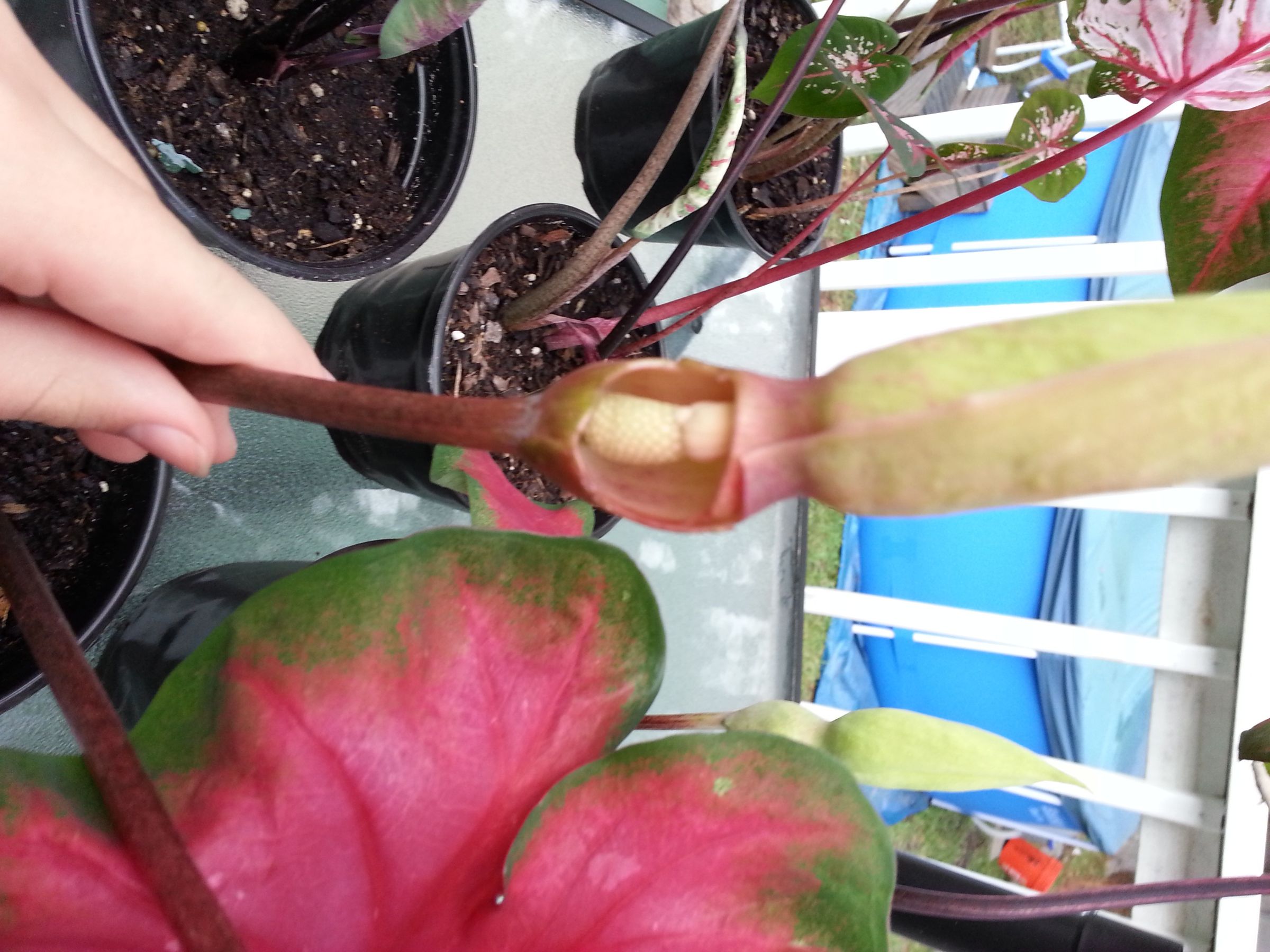 Hybridizing Caladiums -(making Caladium Babies) : 13 Steps (with ...