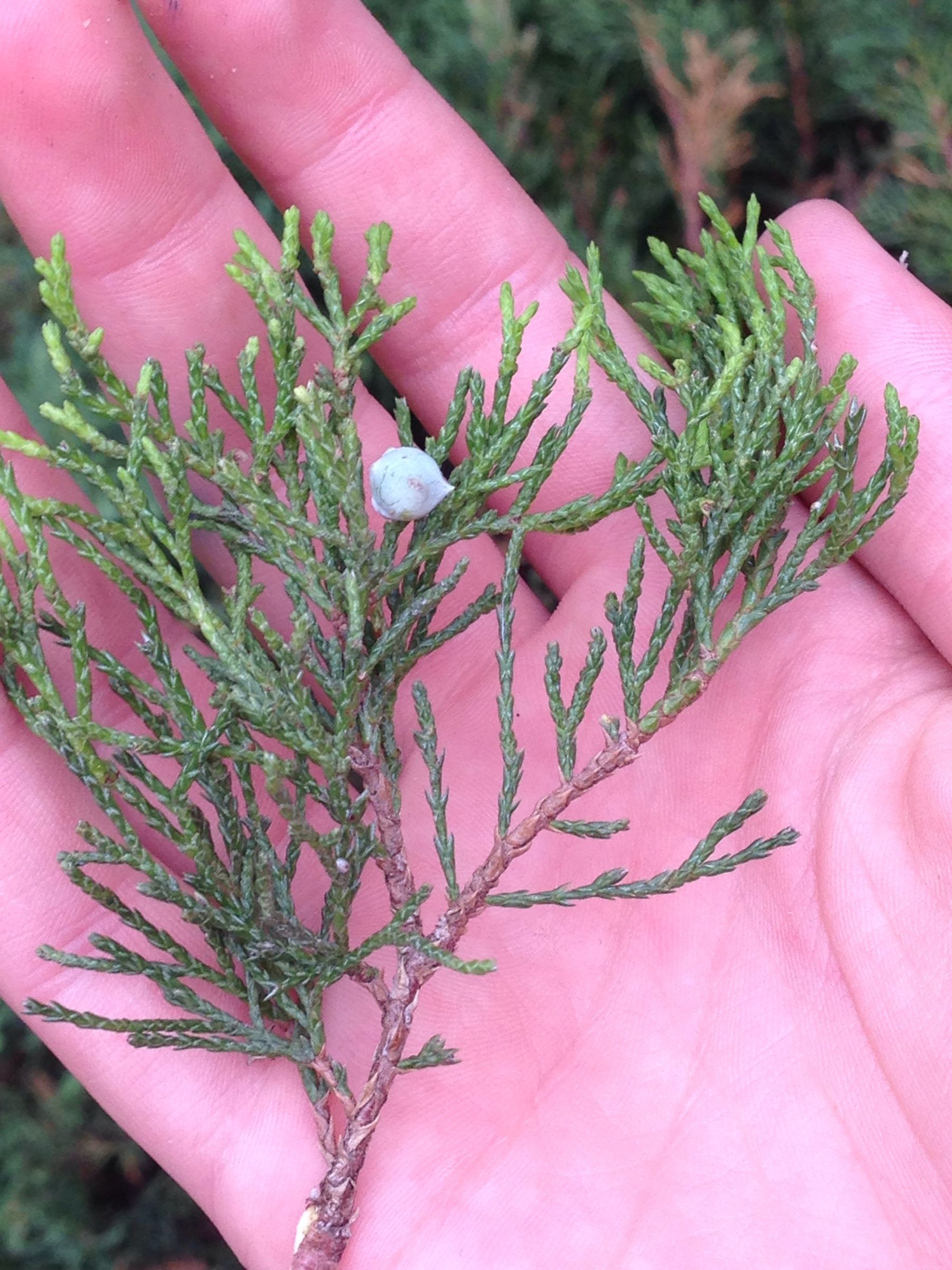 Medicinal Plants and Their Uses : 3 Steps - Instructables
