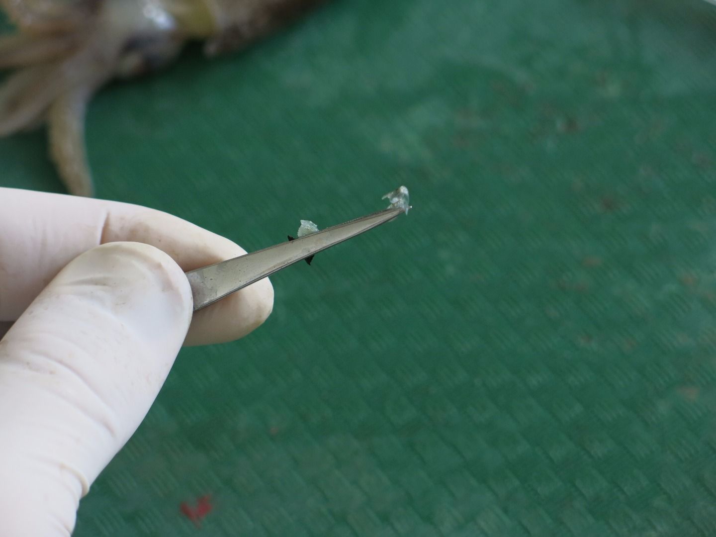 Squid Dissection : 11 Steps (with Pictures) - Instructables