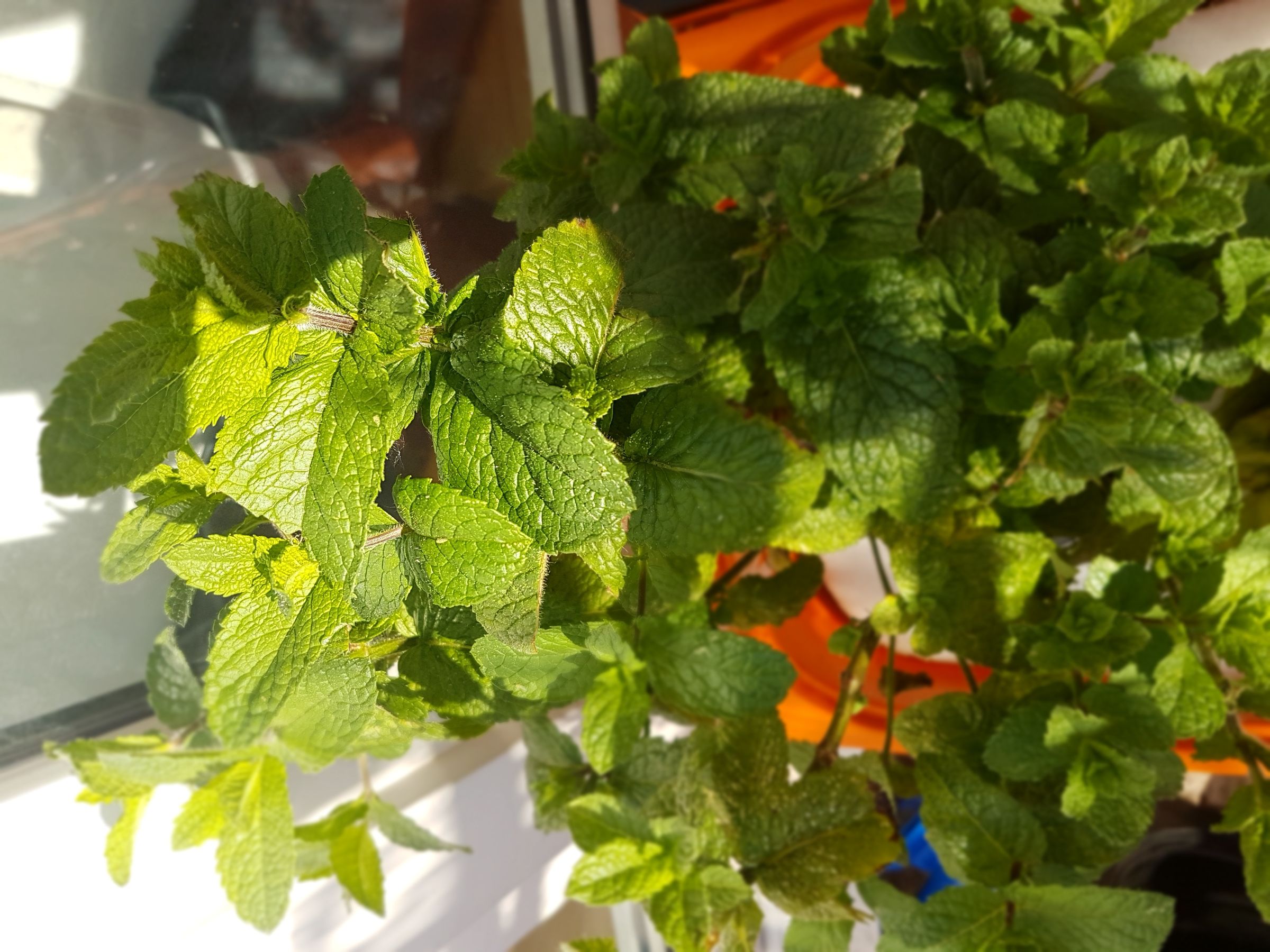 First Timer Hydroponics: the Raft System : 8 Steps (with Pictures ...