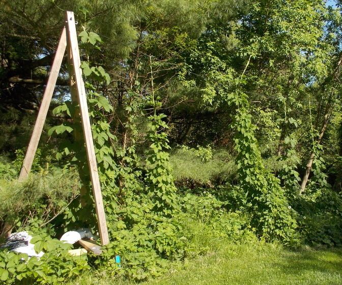 BEER, a Trellis for Hops, a Support for Growing Them in Your Backyard ...