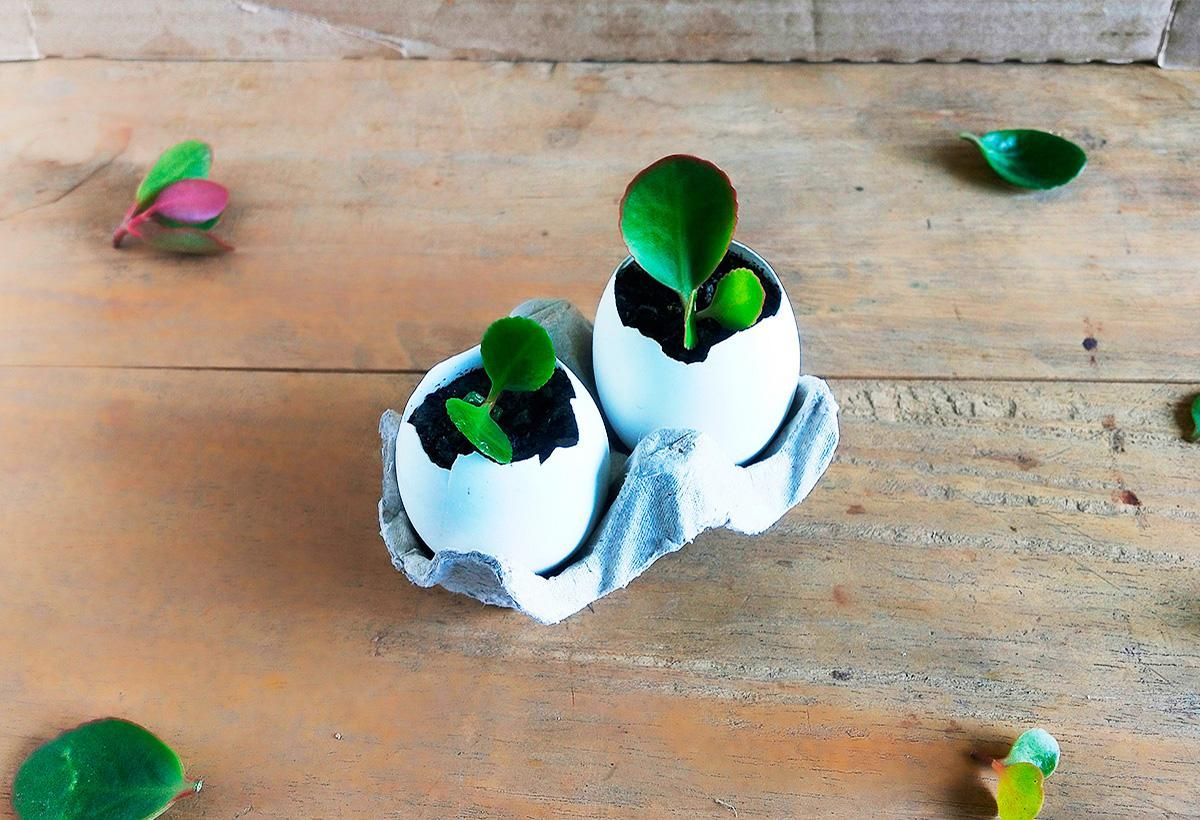 Egg Shell Planter | Gardening : 5 Steps (with Pictures) - Instructables