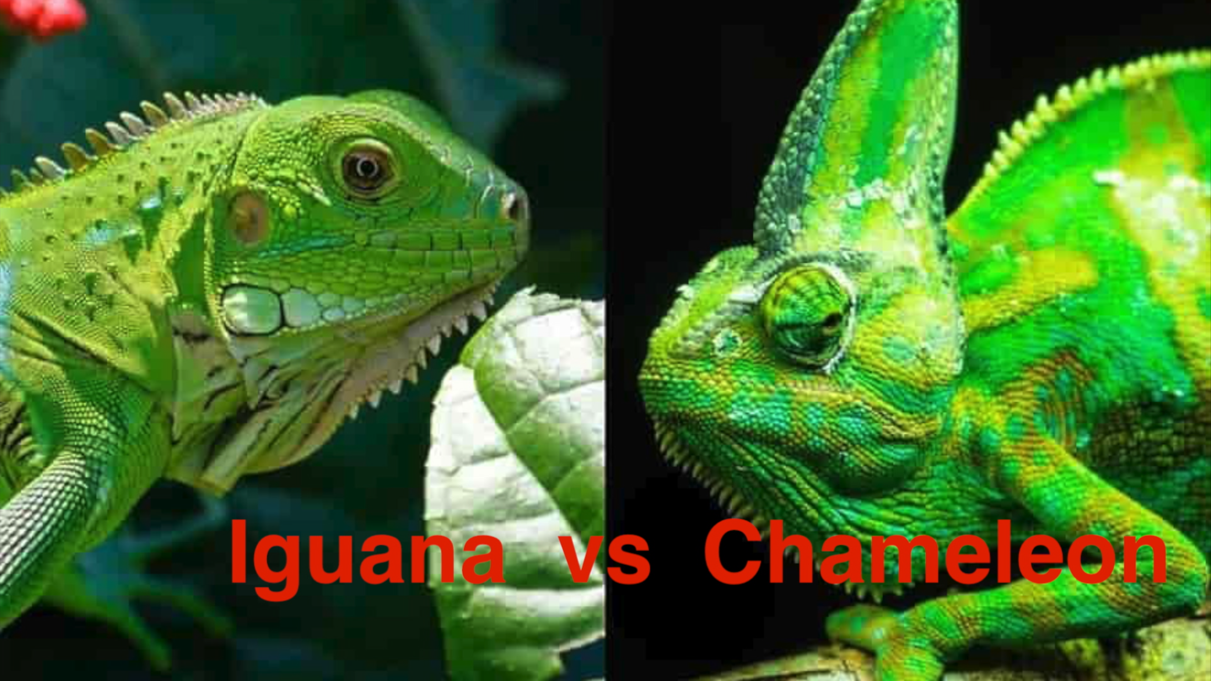 Chameleon Mask : 8 Steps (with Pictures) - Instructables