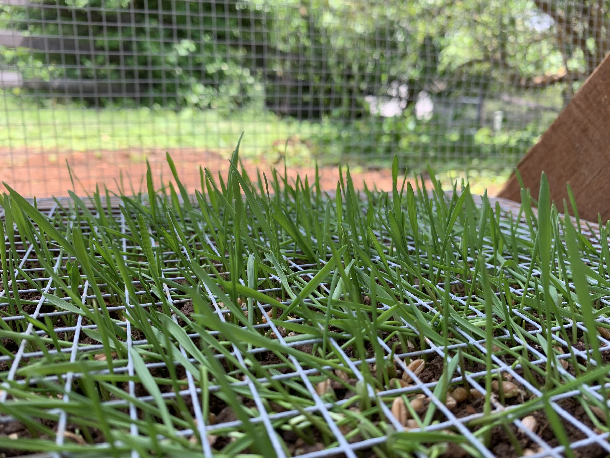 Chicken Playground : 20 Steps (with Pictures) - Instructables