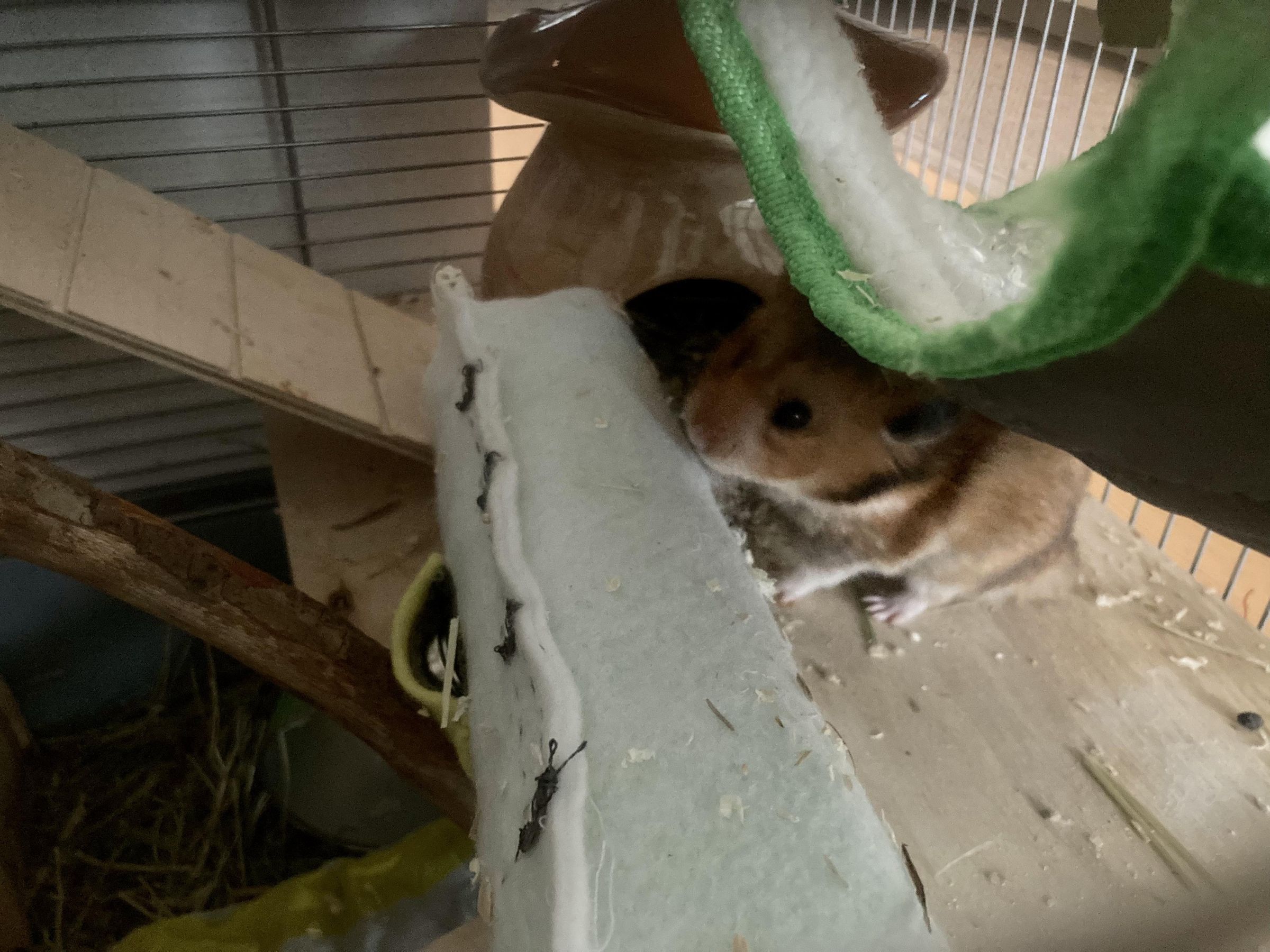 How to Make a Hamster Playground — E-Textiles Tutorial : 16 Steps (with ...